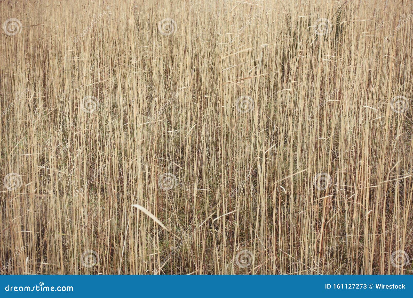 Horizontal Shot of a Common Reed Field - Great for a Cool Wallpaper ...