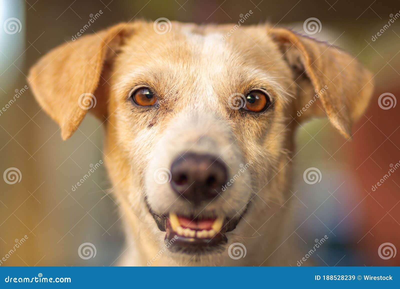 Horizontal Shot of a Cute and Happy Brown Dog Stock Image - Image of ...