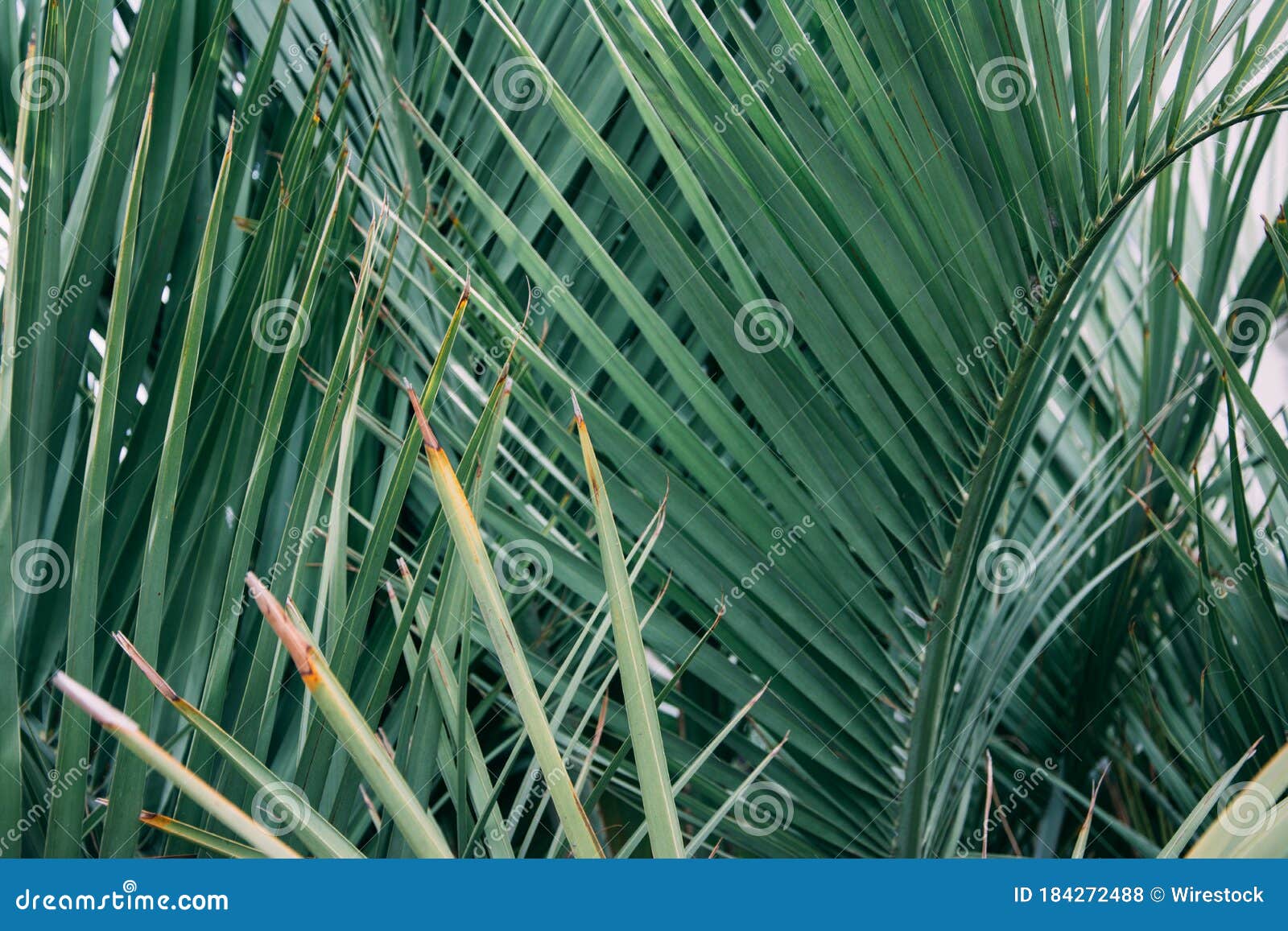 Horizontal Shot of a Dense Palm Tree with Sharp Leaves - Perfect for ...