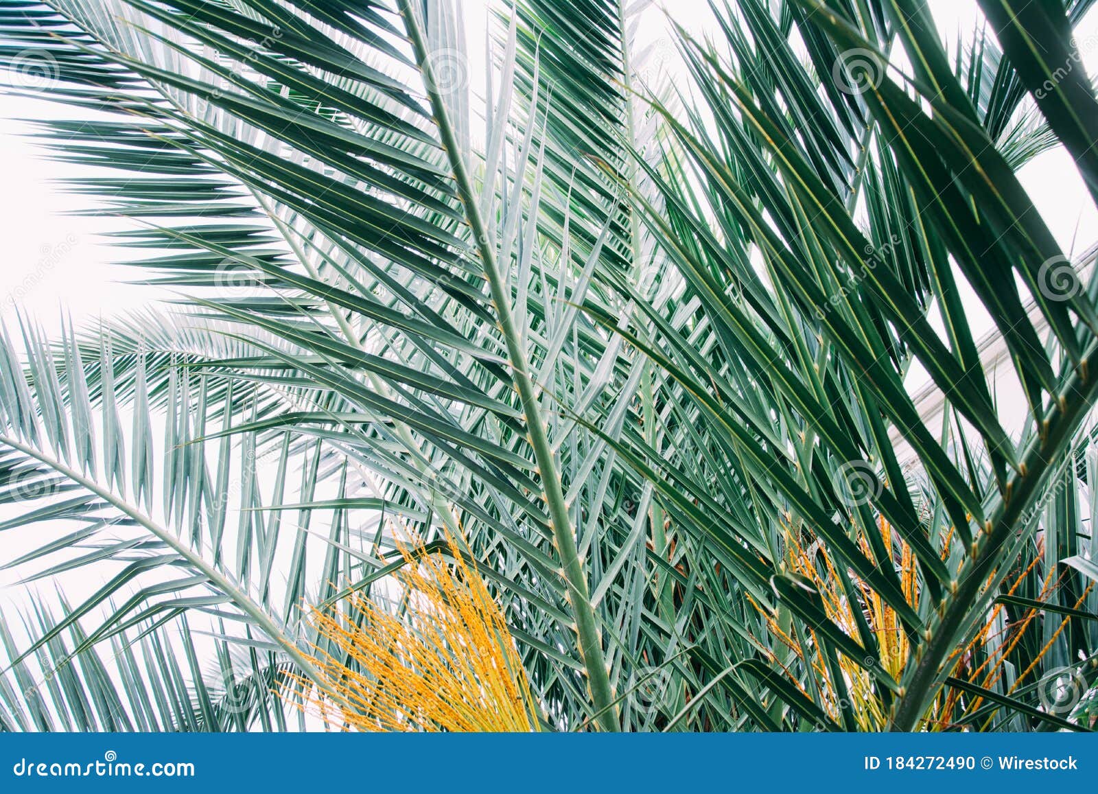Horizontal Shot of a Dense Palm Tree with Sharp Leaves - Perfect for ...
