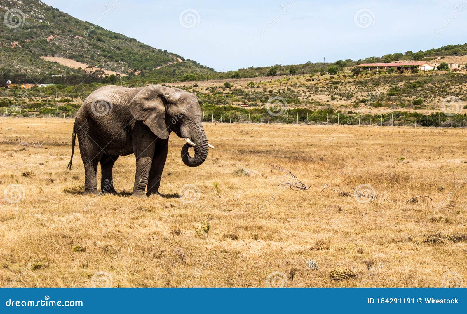 Horizontal Shot of an Elephant Standing in Savanna and Some Hills in ...