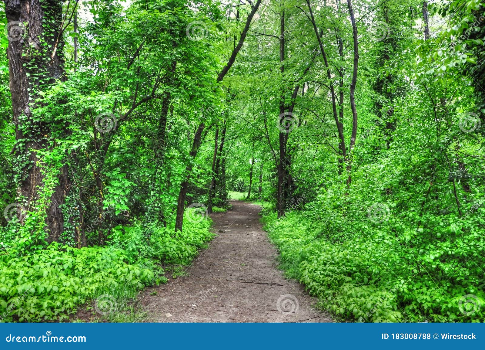 Horizontal Shot of an Empty Path in Green Forest Stock Photo - Image of ...