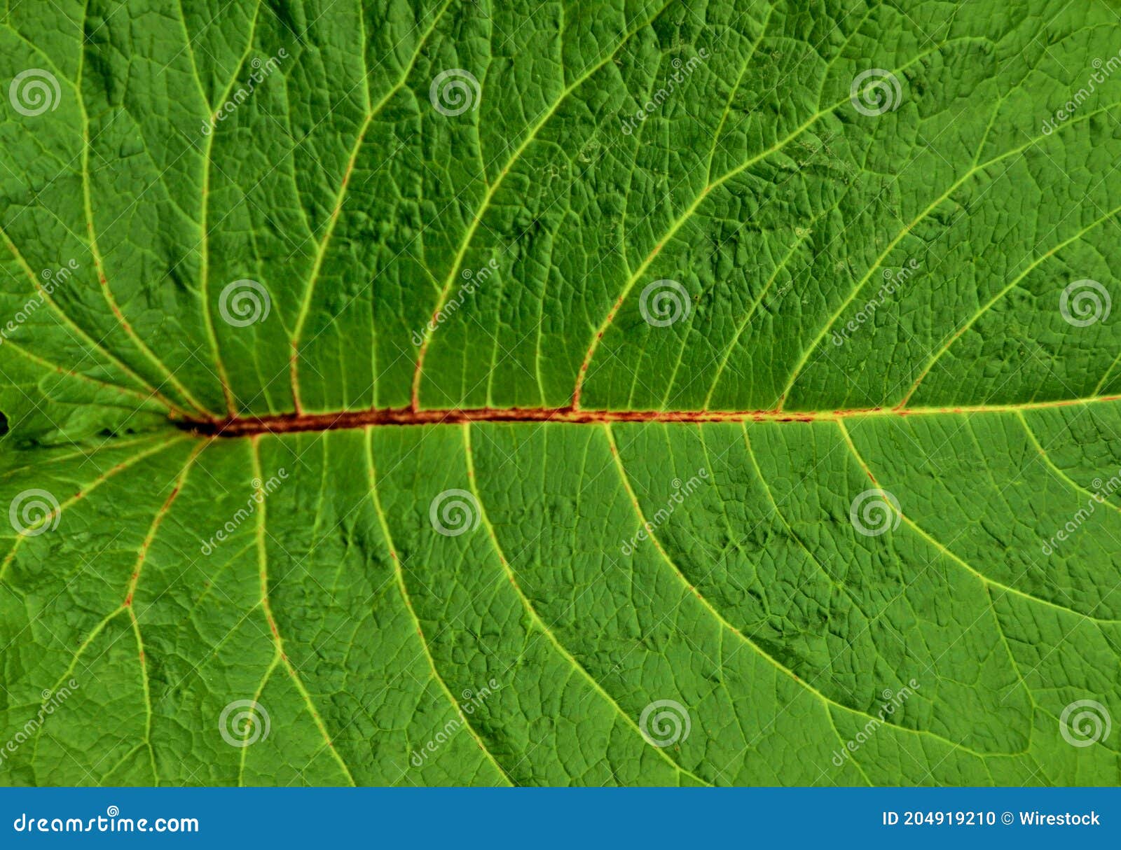 Horizontal Shot of a Green Leaf, Texture for Wallpaper or Background ...