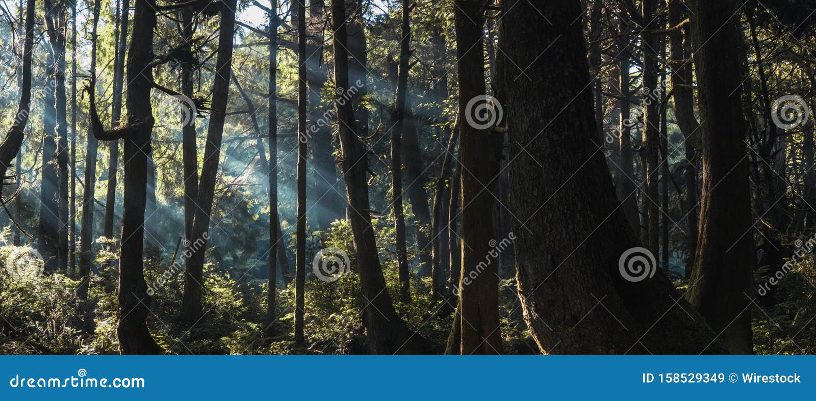 Horizontal Shot of Green Trees and Plants in a Forest Stock Image ...