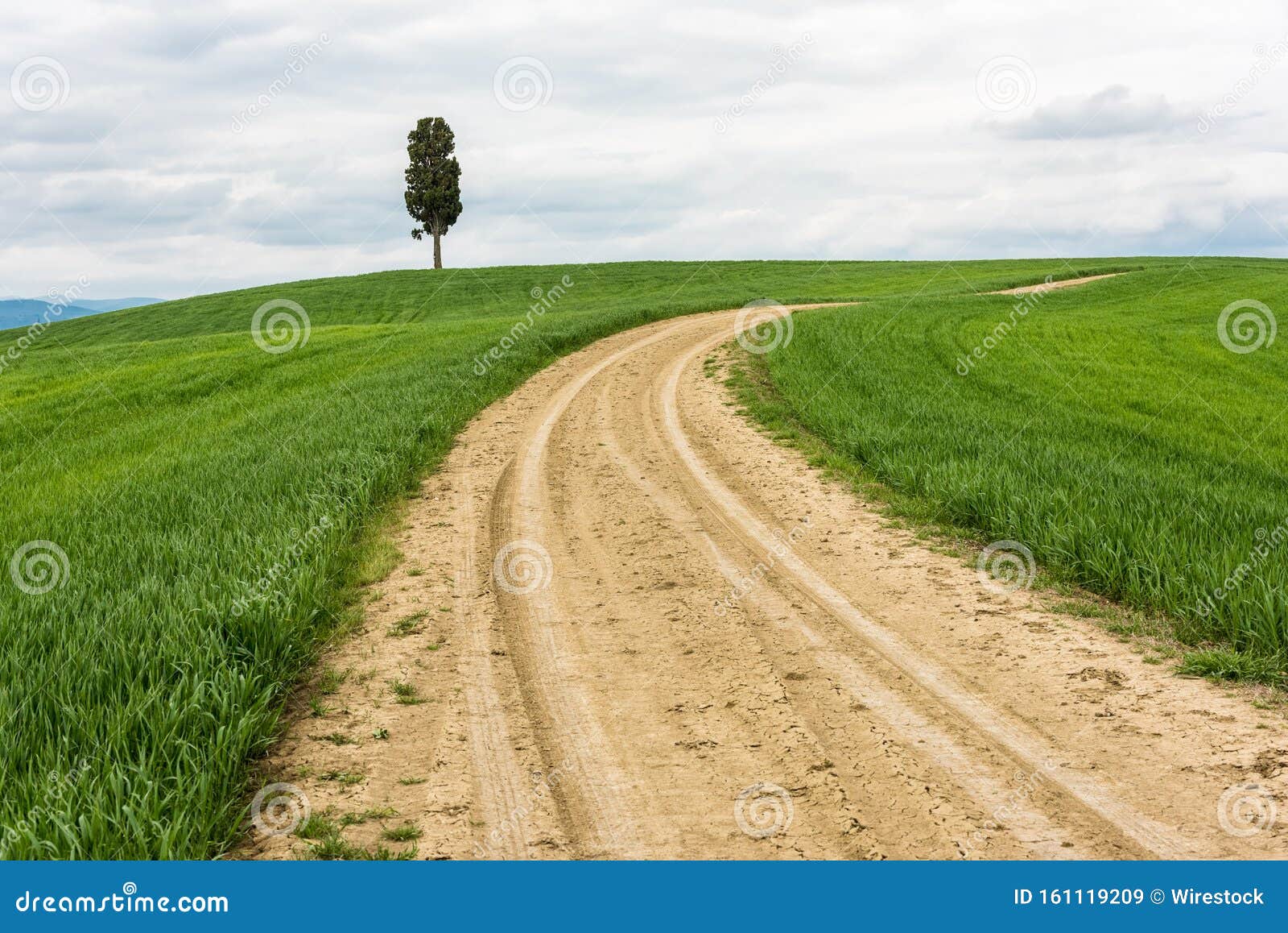 Horizontal Shot of an Isolated Tree in a Green Field with a Pathway ...