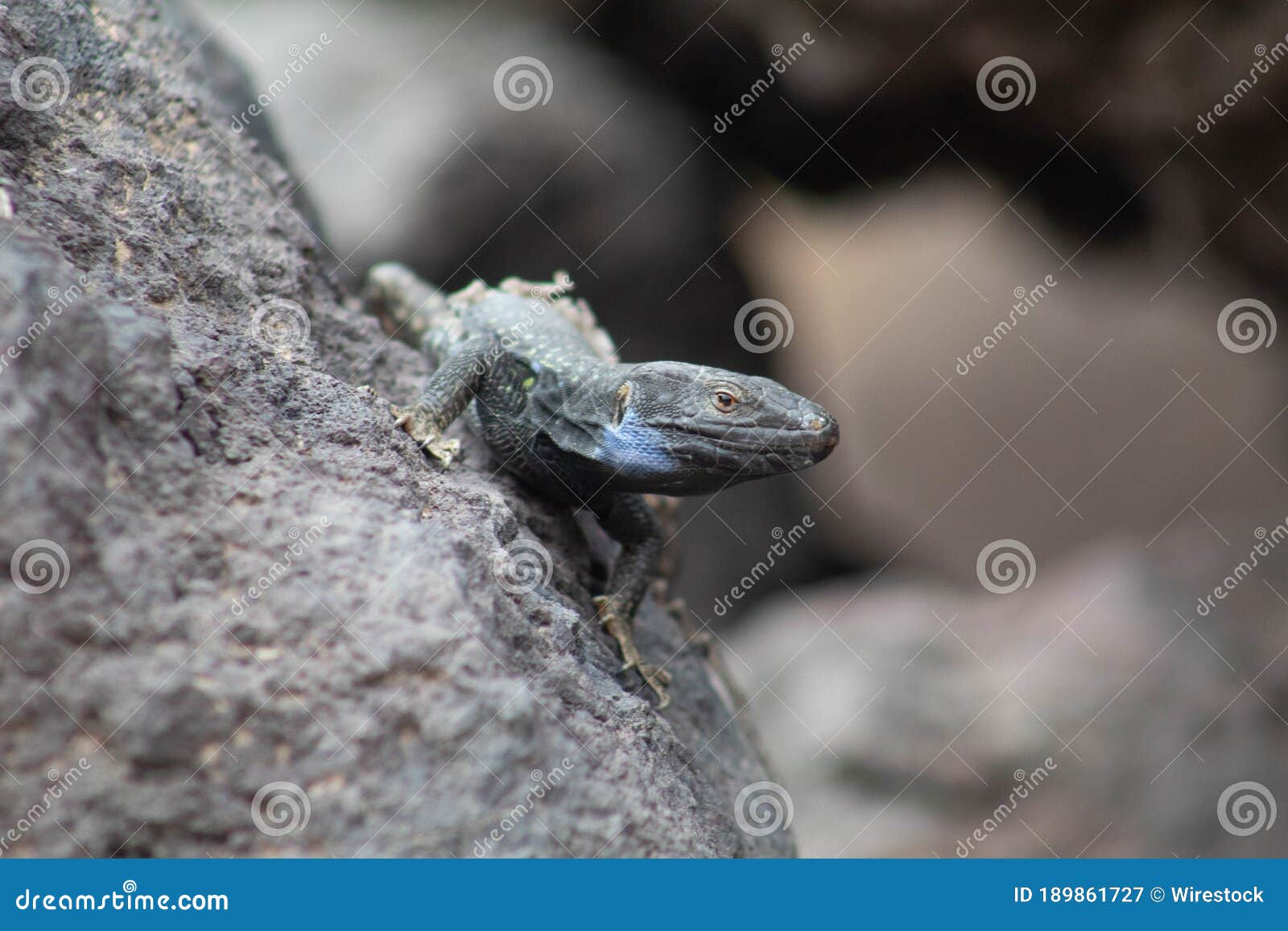 Horizontal Shot of a Lizard on a Huge Rock at a Beautiful Peaceful ...