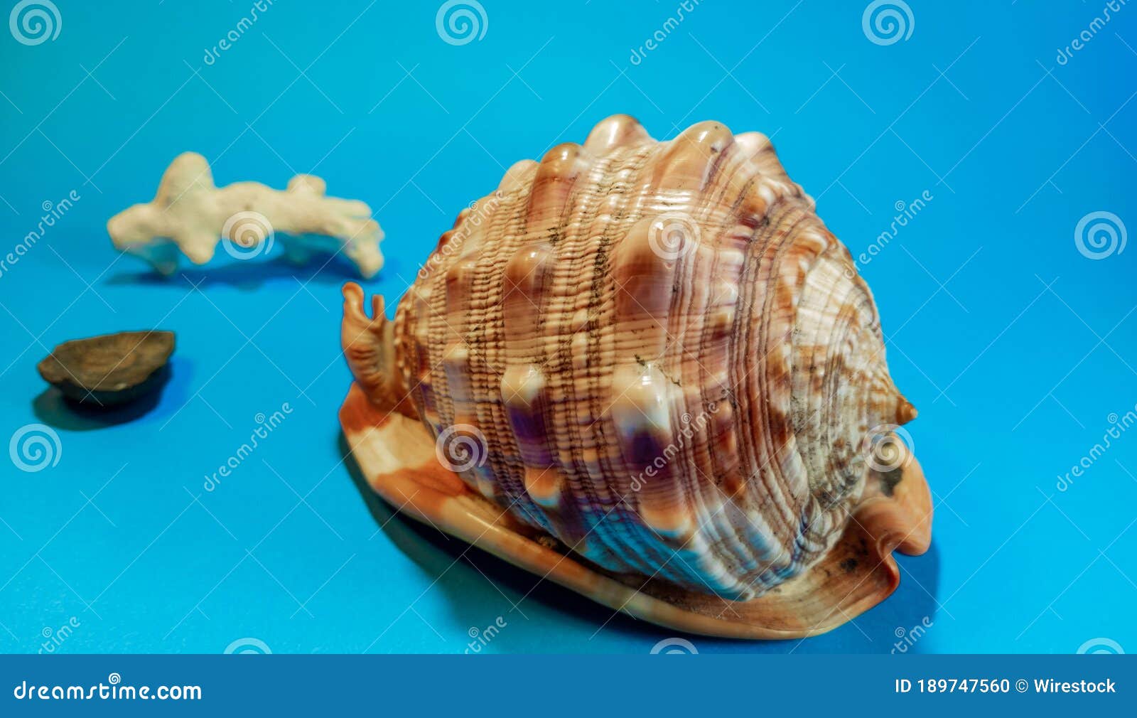 Horizontal Shot of a Nutmeg Seashell with a Few Small Seashells on a ...