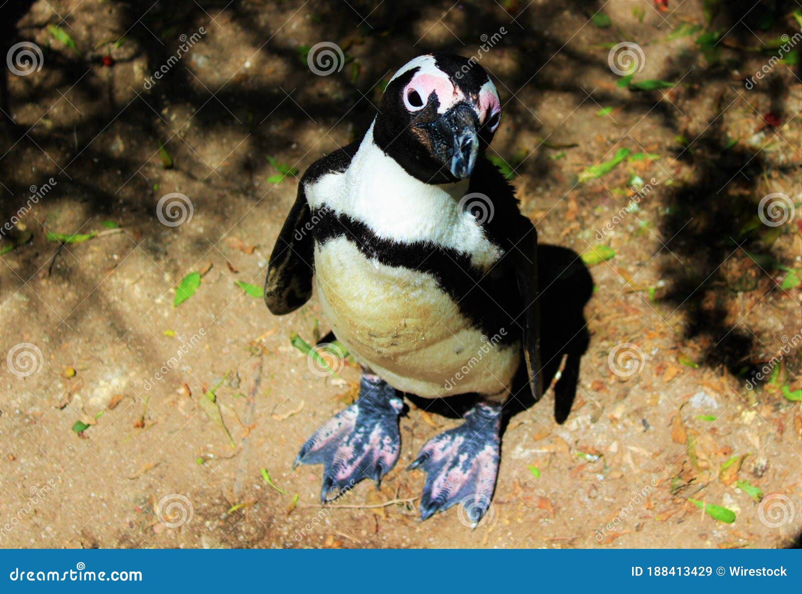 Horizontal Shot of a Penguin Standing on the Land and Some Shadows of ...