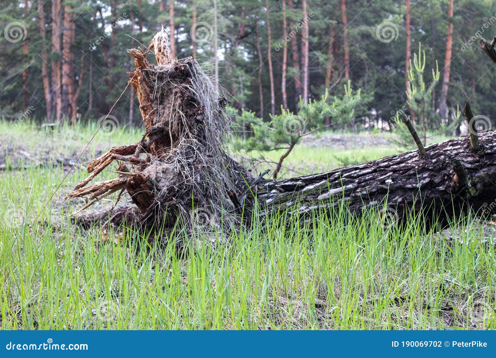A Horizontal Shot of a Tree at the Bottom of a Tree Lying on Its Side ...