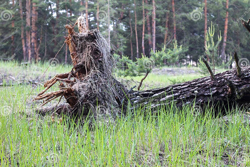 A Horizontal Shot of a Tree at the Bottom of a Tree Lying on Its Side ...