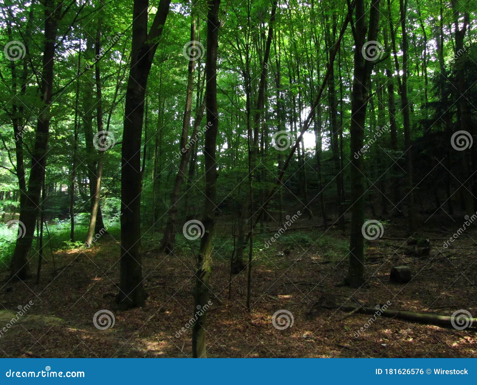 Horizontal Shot of Trees with Thin Tree Trunks in a Belgian Forest ...