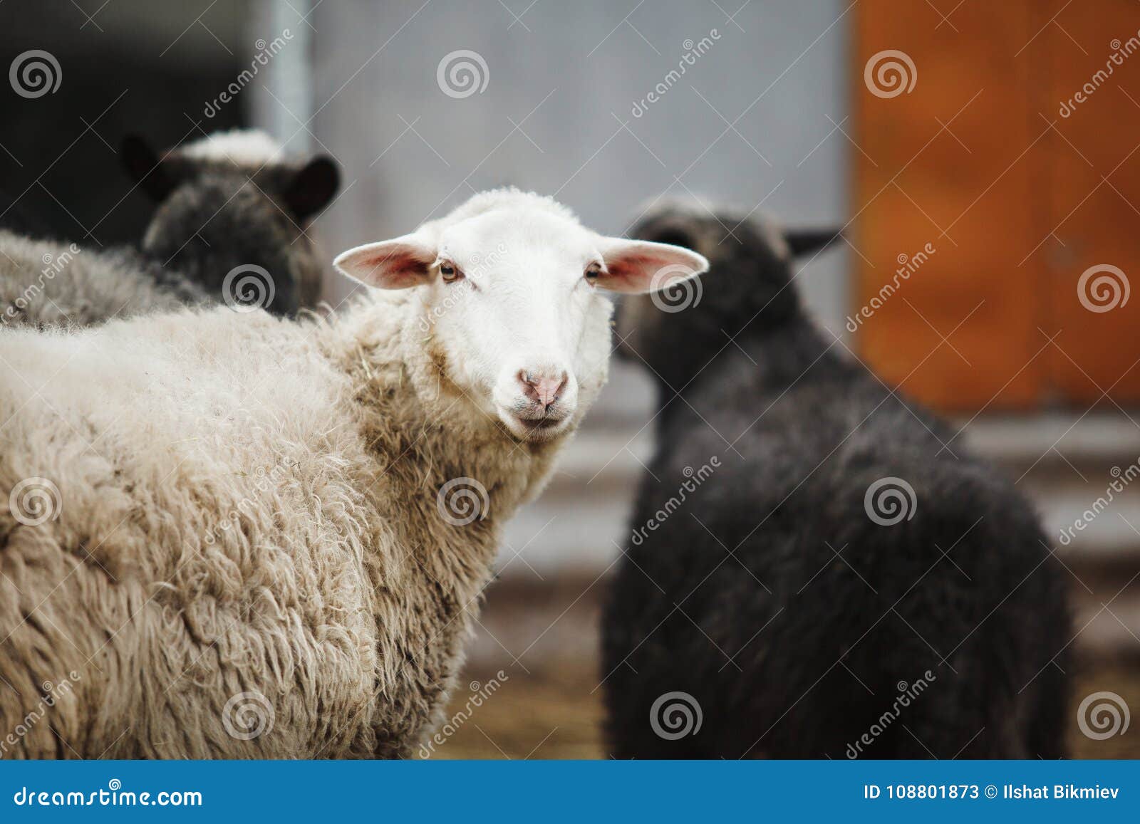 Horizontal Shot of White Sheep Looking at the Camera. Stock Image ...
