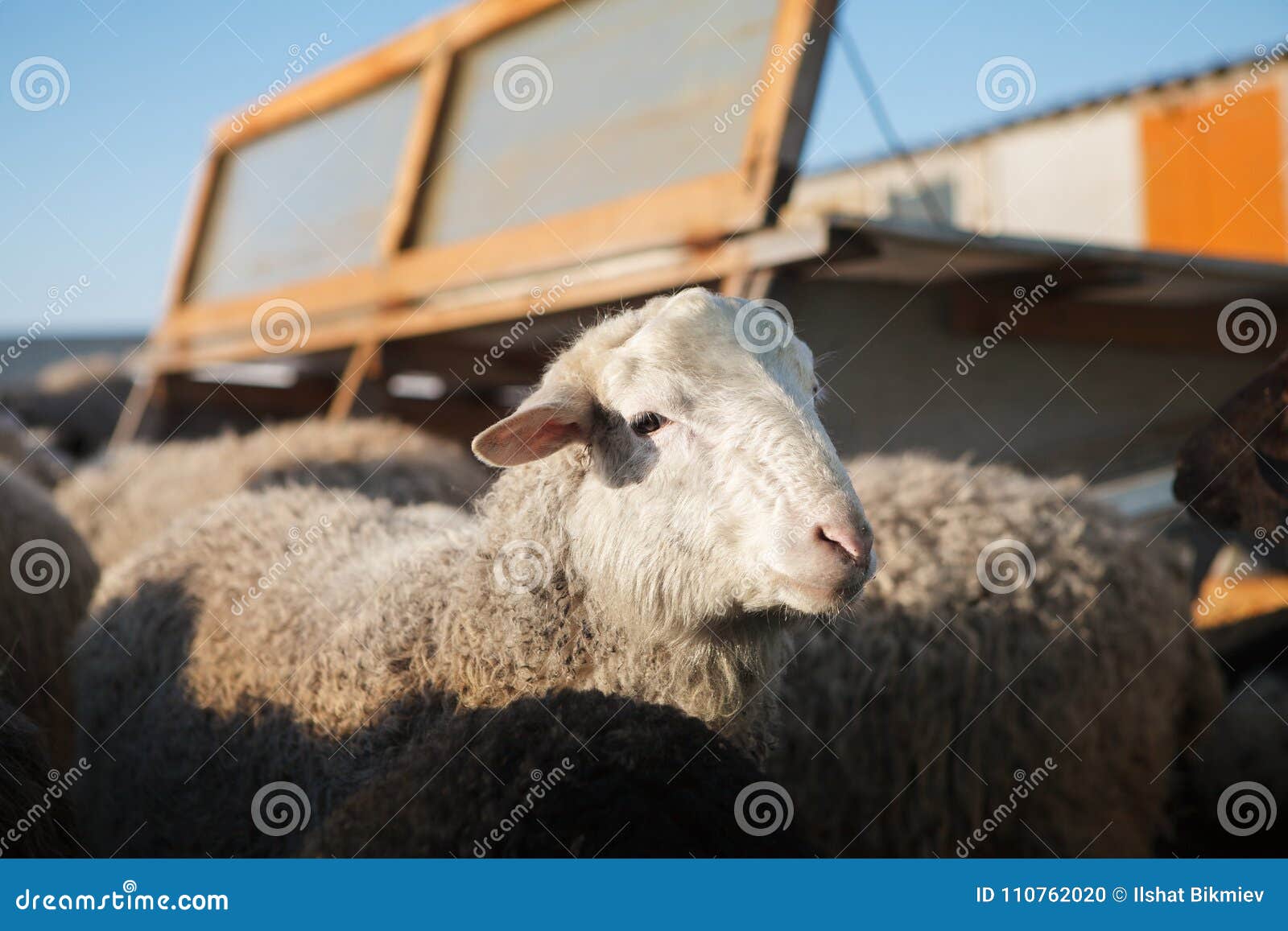 Horizontal Shot of White Sheep Looking at the Camera. Stock Photo ...