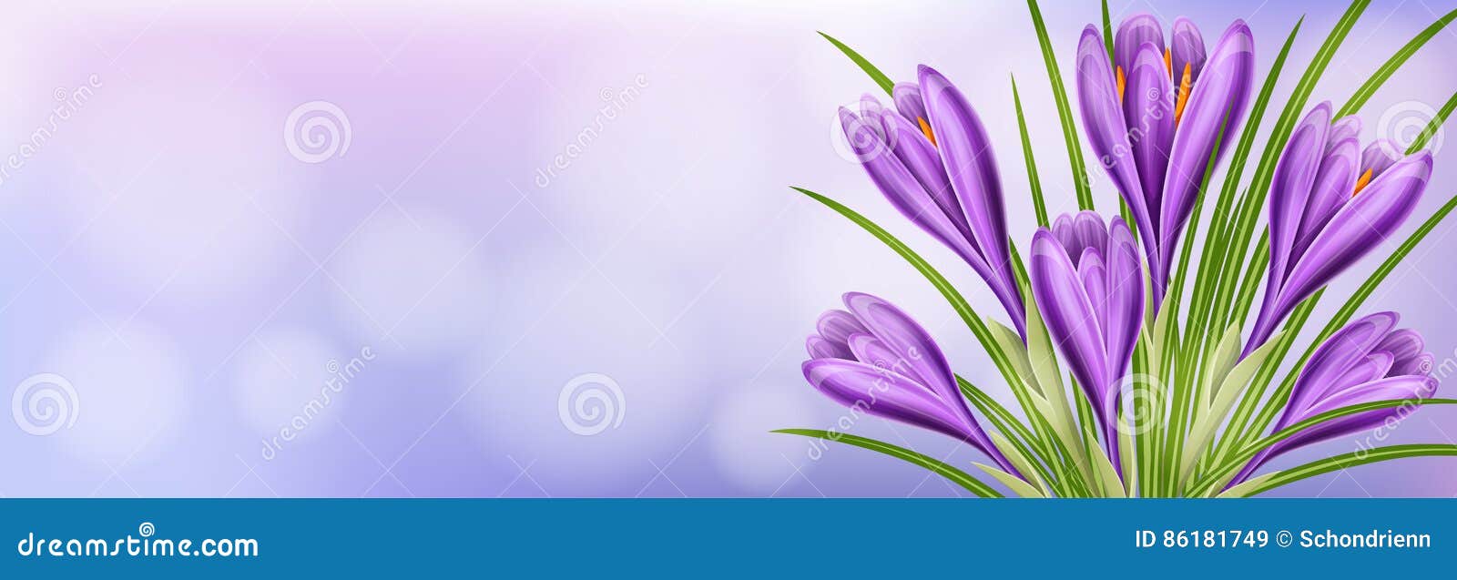 Horizontal Spring Banner with Purple Crocus Flower Stock Vector ...