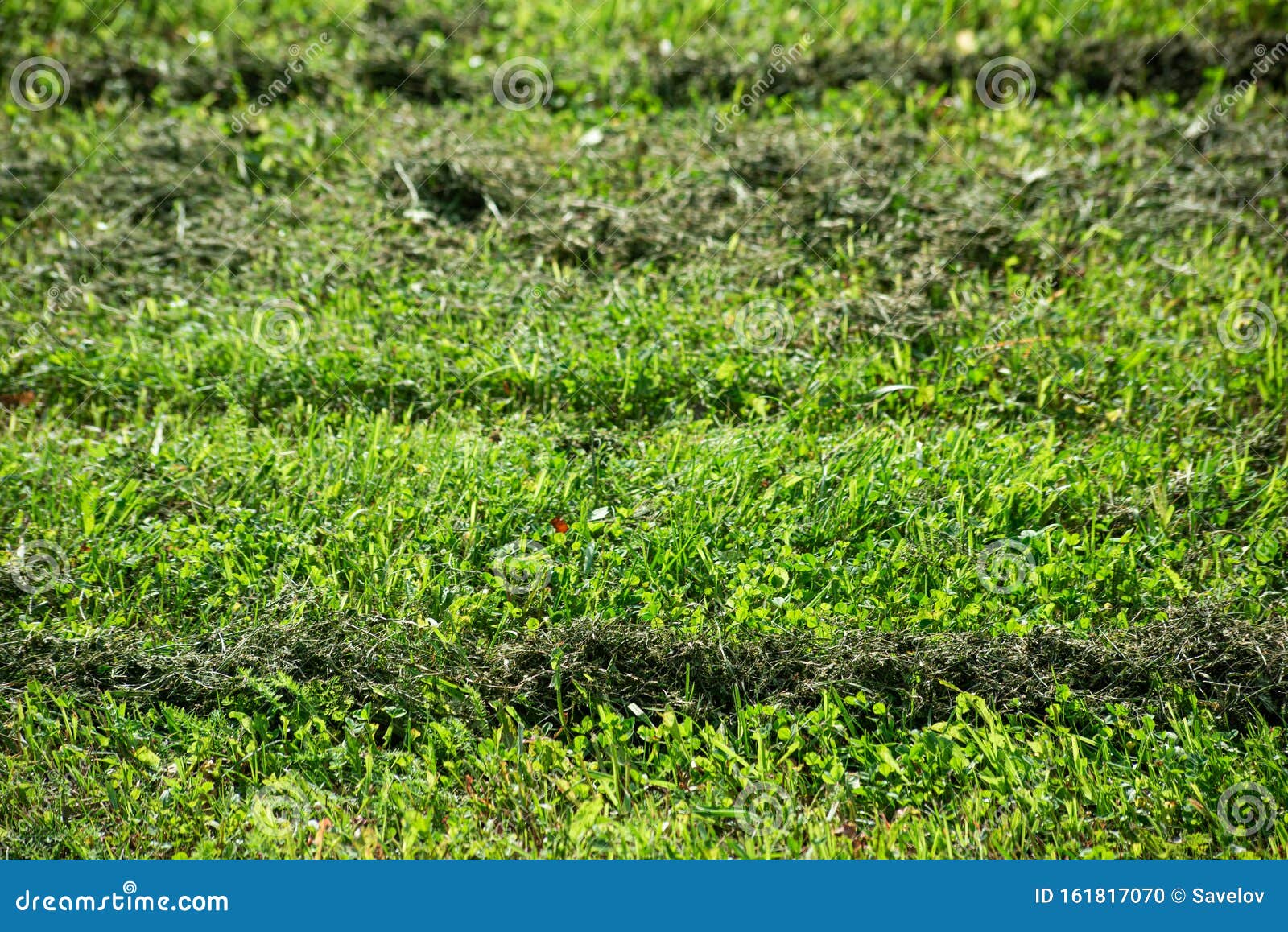 Horizontal Stripes of Mowed Grass on a Green Lawn, Soft Focus Stock ...