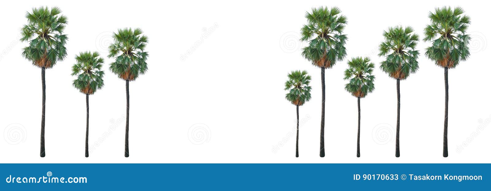 Horizontal Sugar Palm Tree or Toddy Palm Isolated on White Stock Image ...