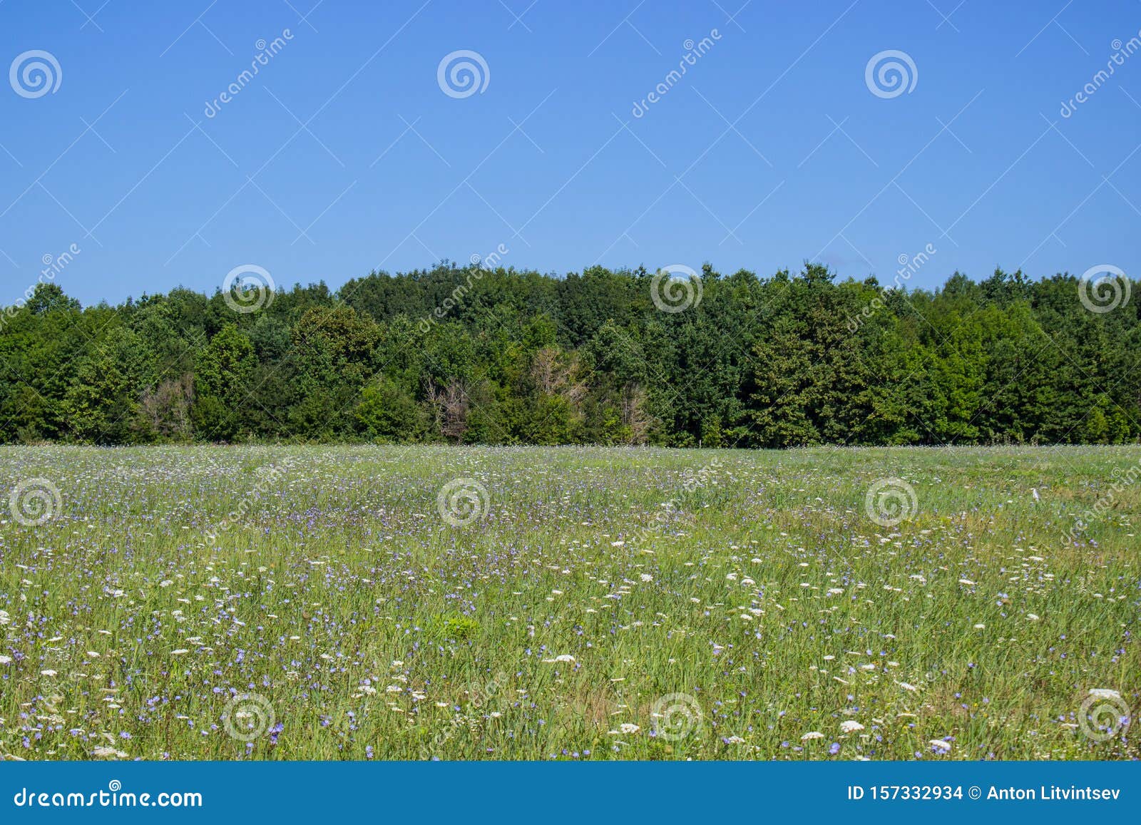 Horizontal Summer Background of Forest and Meadow Stock Photo - Image ...
