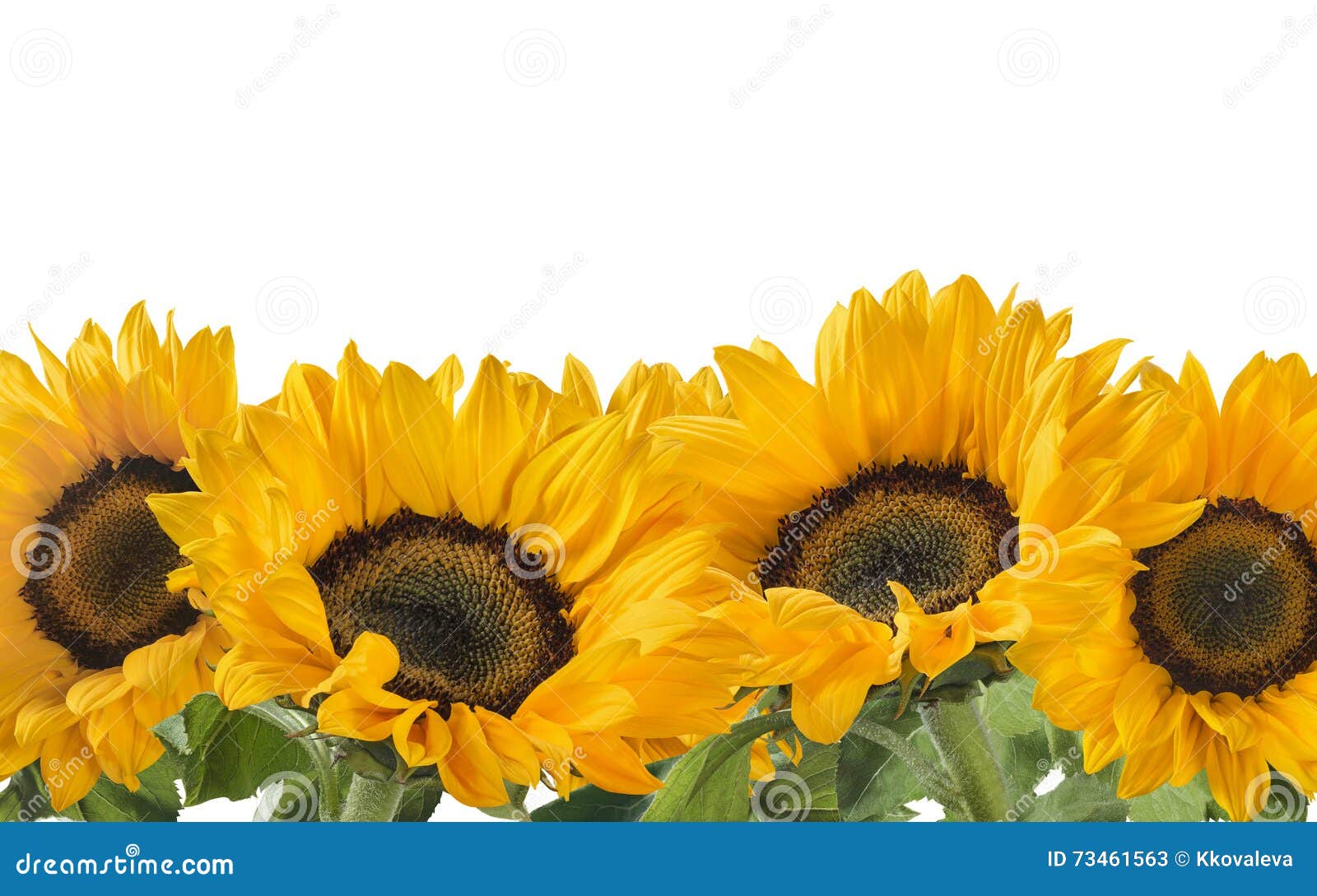 Horizontal Sunflower Line Isolated On White Background Royalty-Free ...
