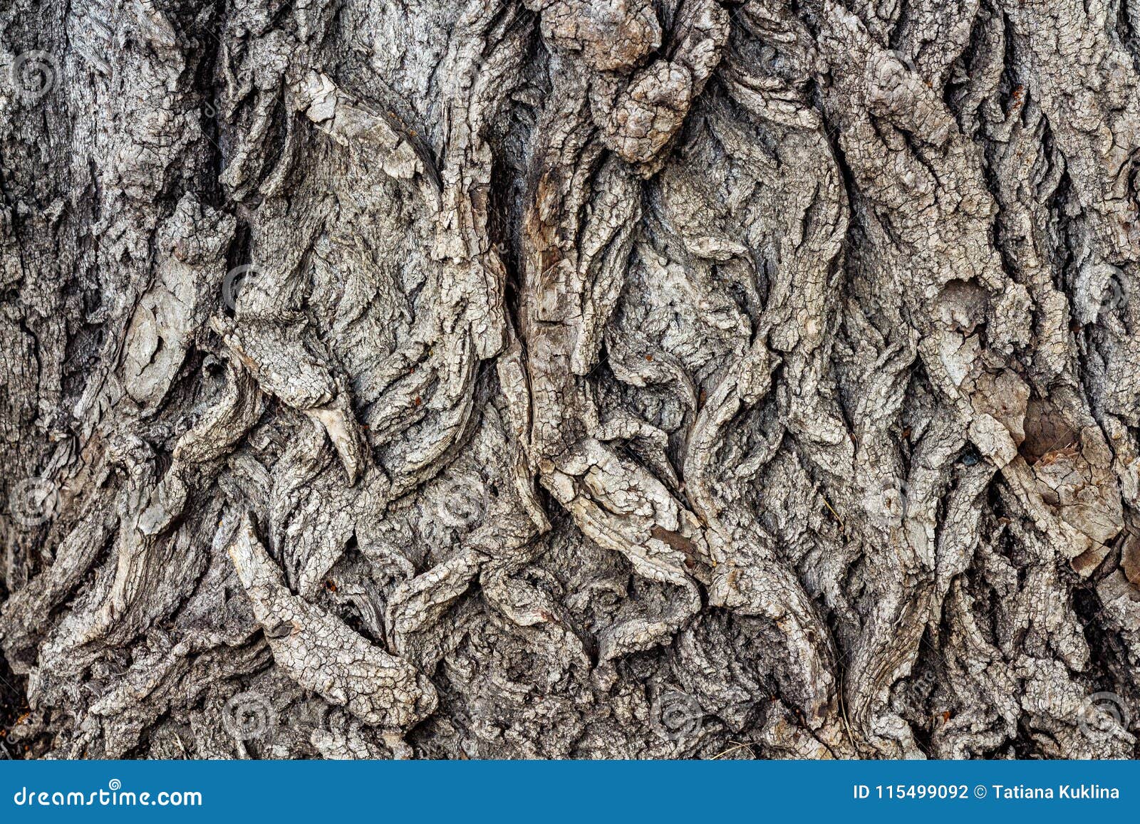 A Horizontal Texture of Gray Bark of Old Tree with Knots and Cracks ...