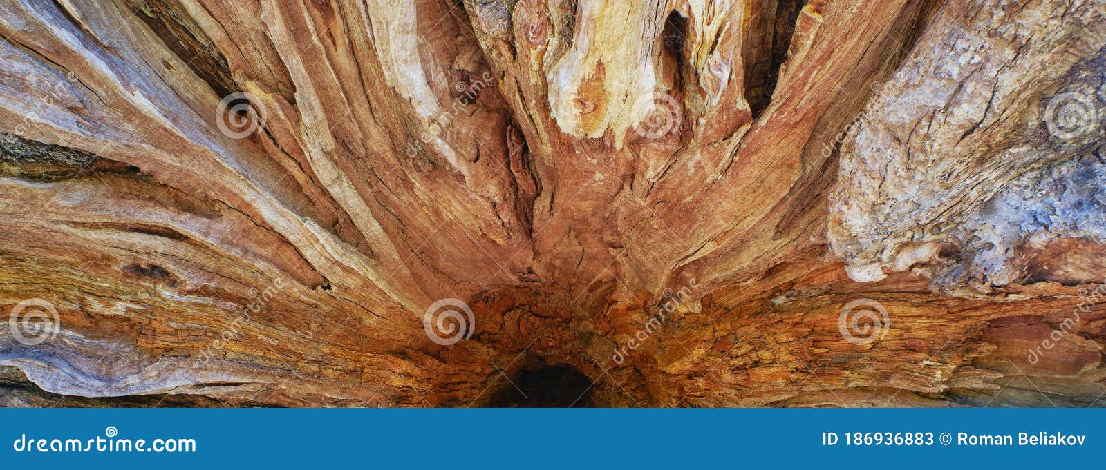 Horizontal Texture Of Oak Bark. Stock Image | CartoonDealer.com #186936883