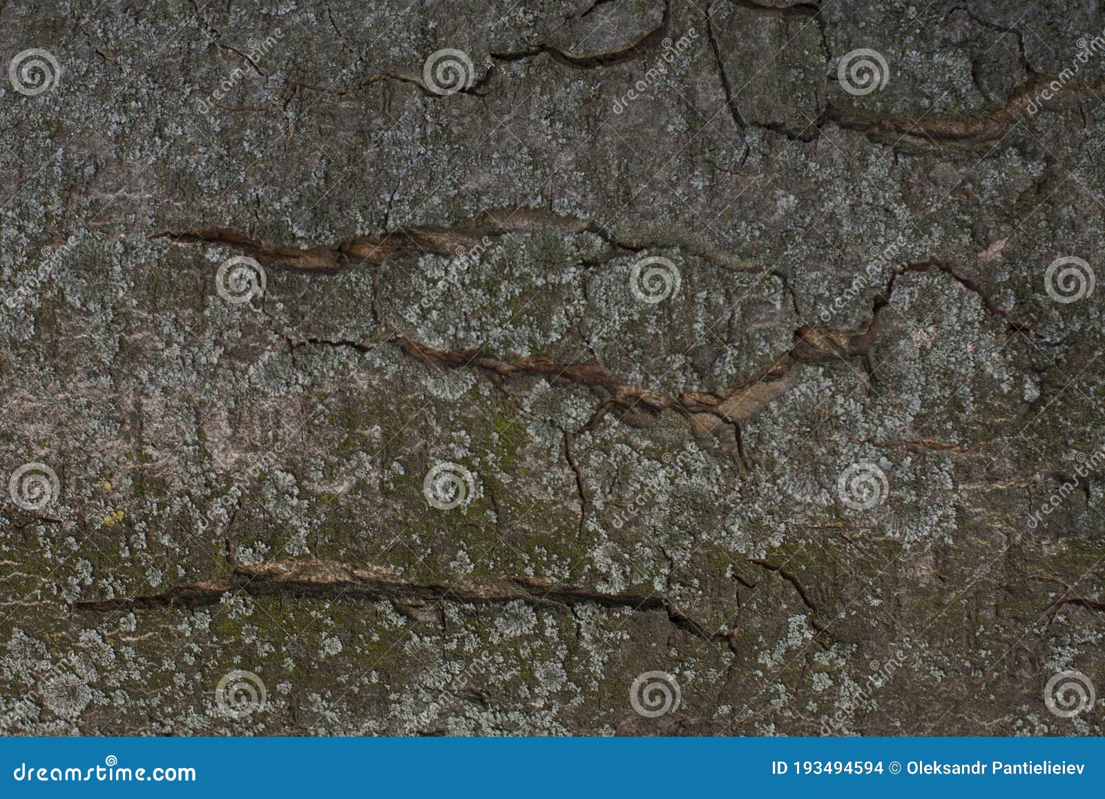 Horizontal Texture of Tree Bark. Natural Background Stock Photo - Image ...
