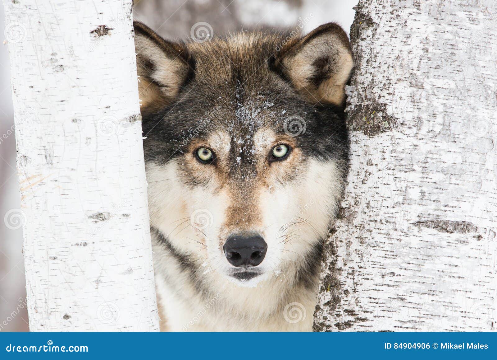 Horizontal Timber Wolf Portrait Stock Photo - Image of bright, wildlife ...