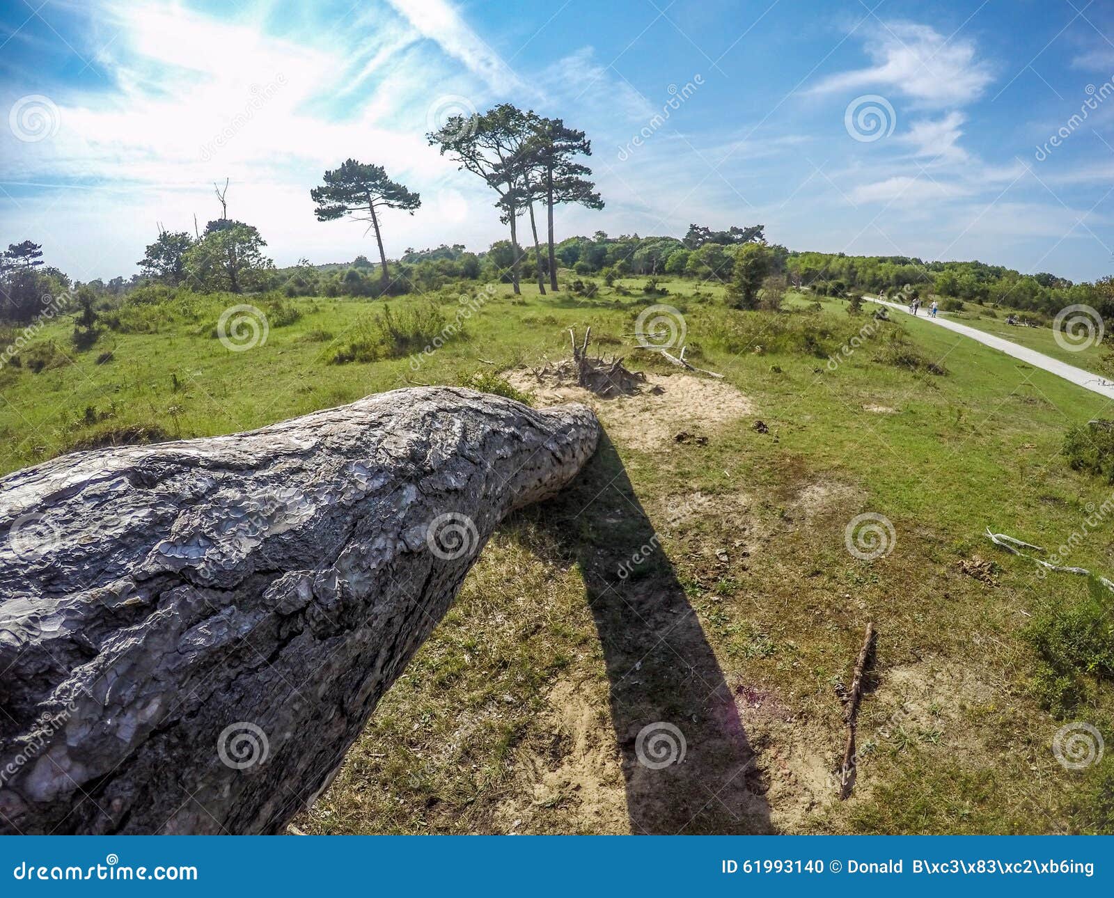 Horizontal Tree Stock Photo | CartoonDealer.com #61993140