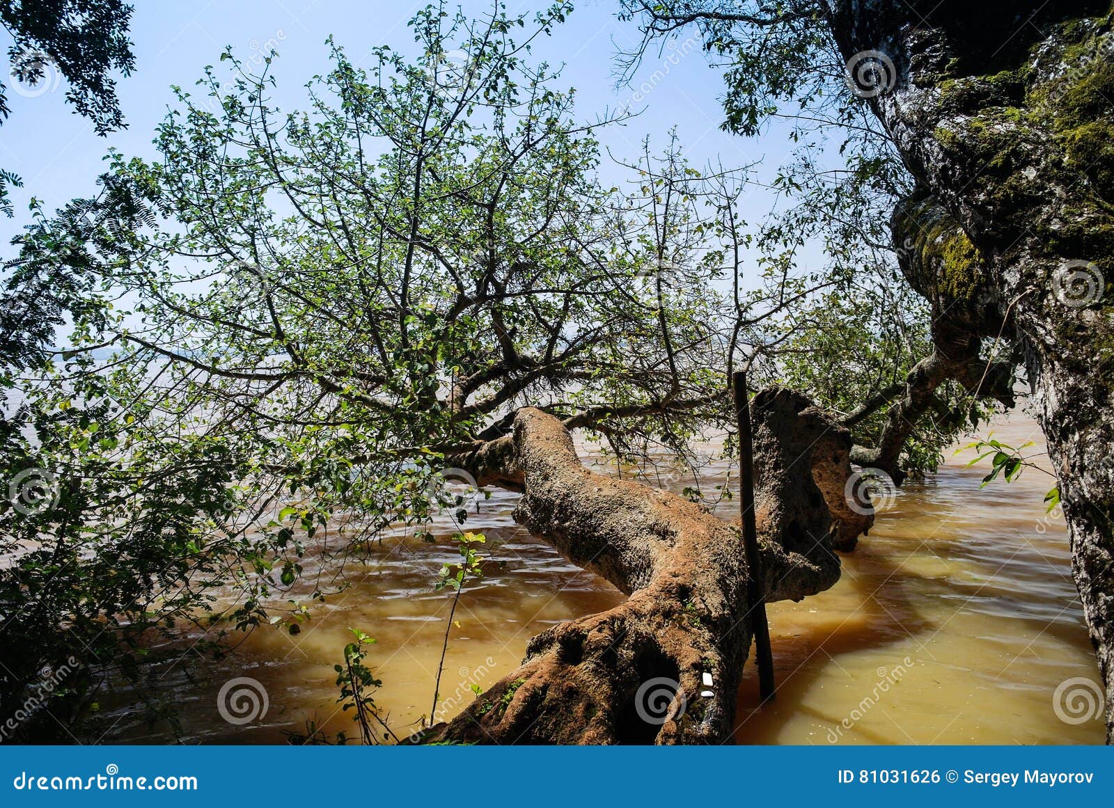 Horizontal Tree in Tana Lake, Ethiopia Stock Photo - Image of tree ...