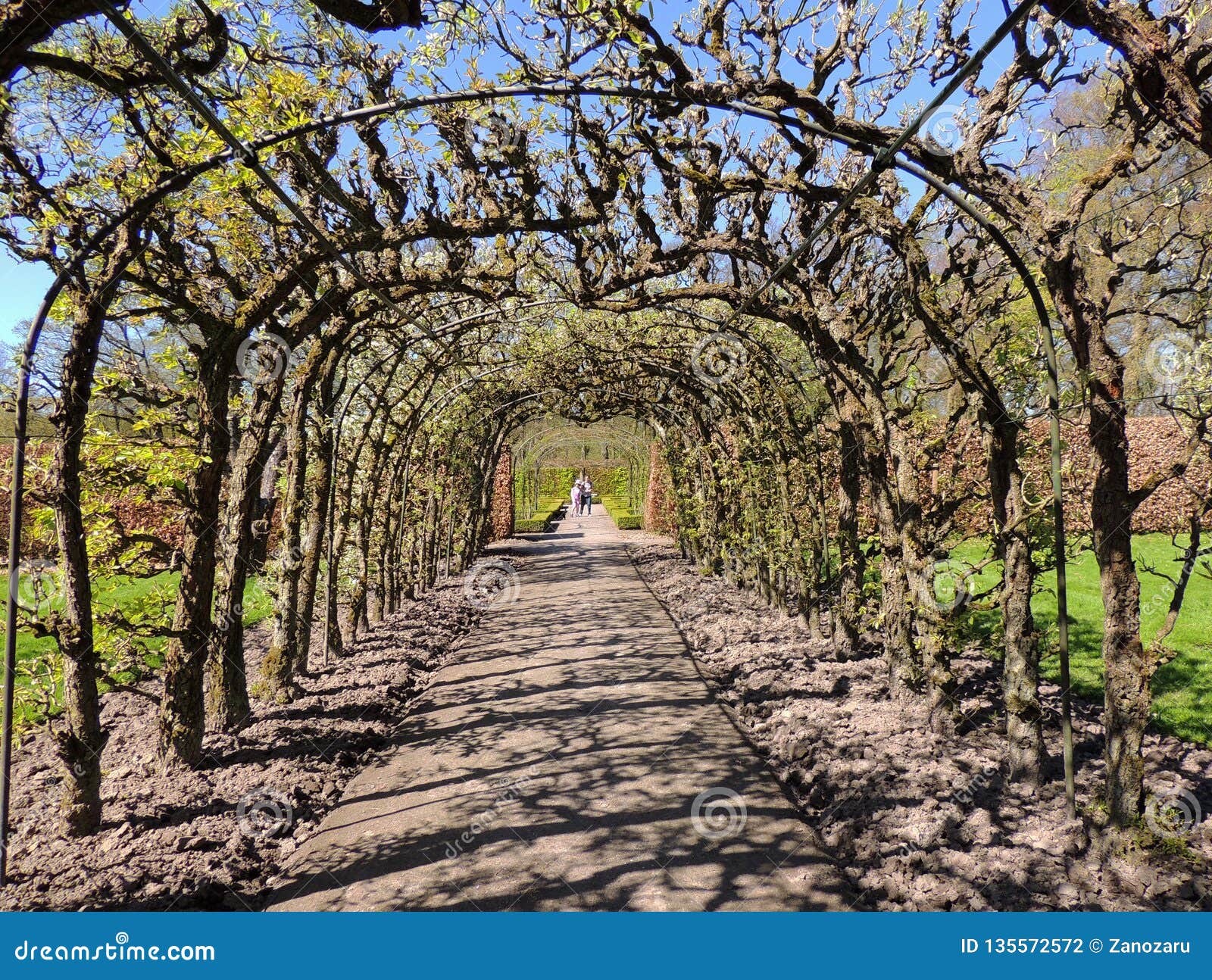 Horizontal Trellis, Pergola in the Garden Stock Photo - Image of ...