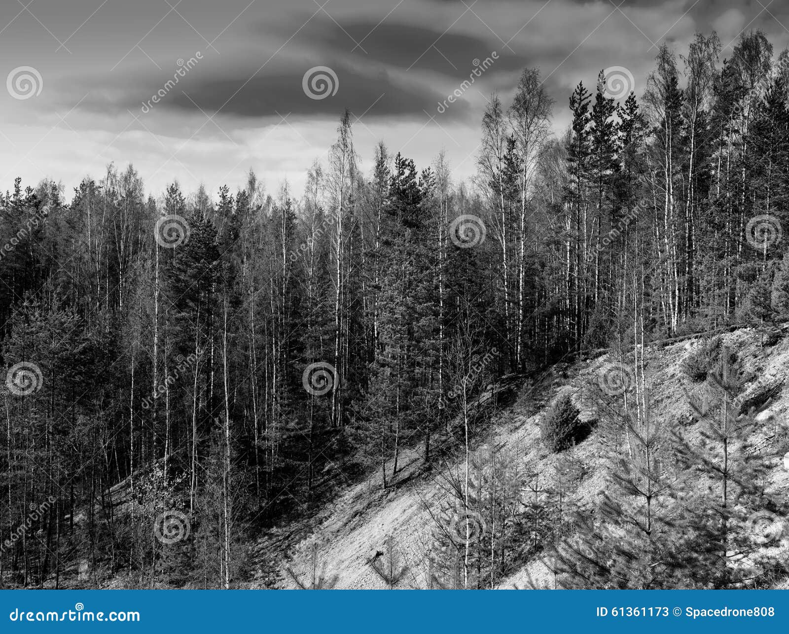 Horizontal Vibrant Black and White Forest Landscape Stock Image - Image ...