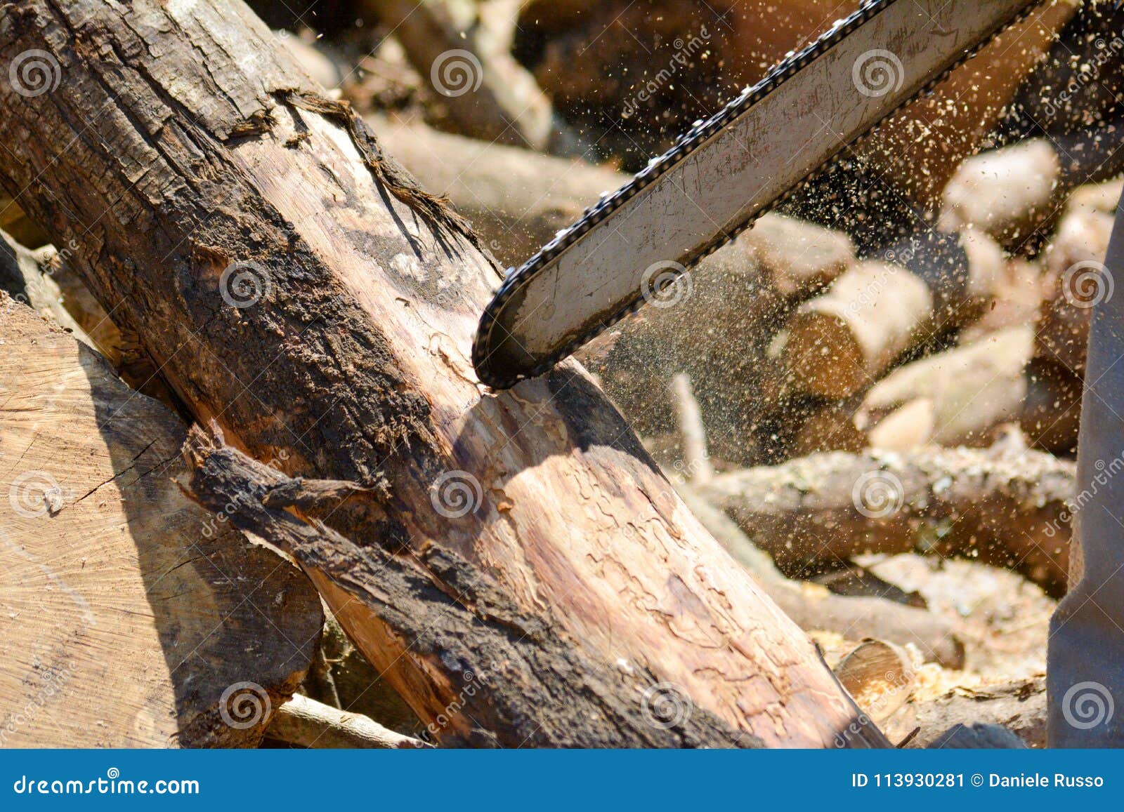 Horizontal View of Close Up of a Chainsaw Cutting a Tree Trunk I Stock ...