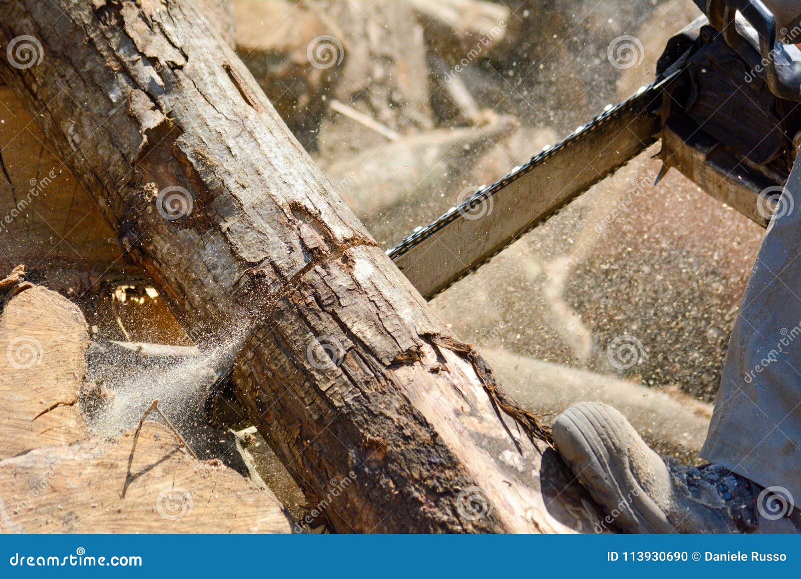 Horizontal View of Close Up of a Chainsaw Cutting a Tree Trunk I Stock ...