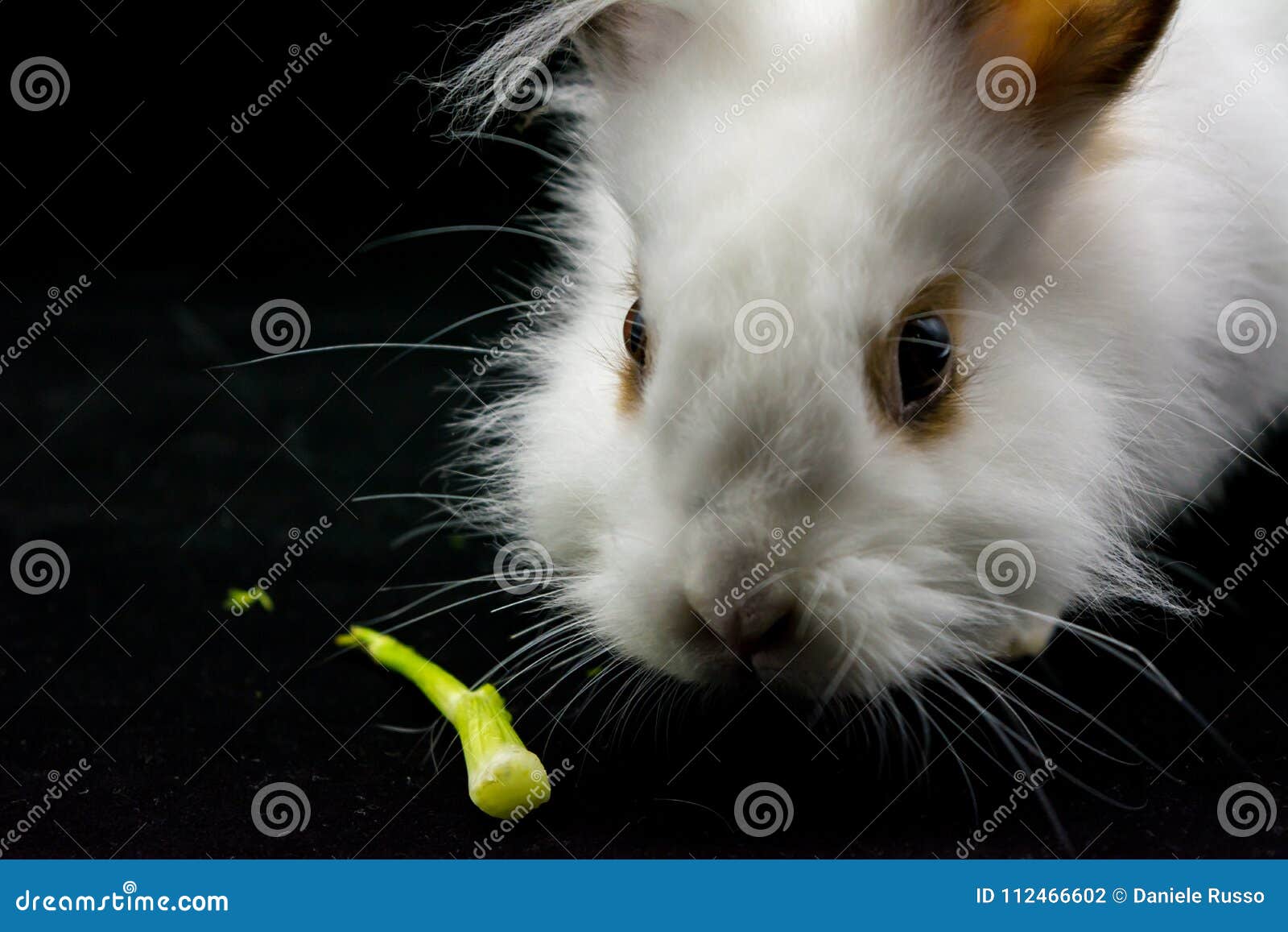 Horizontal View of Close Up of One Month Old White Dwarf Rabbit Stock ...
