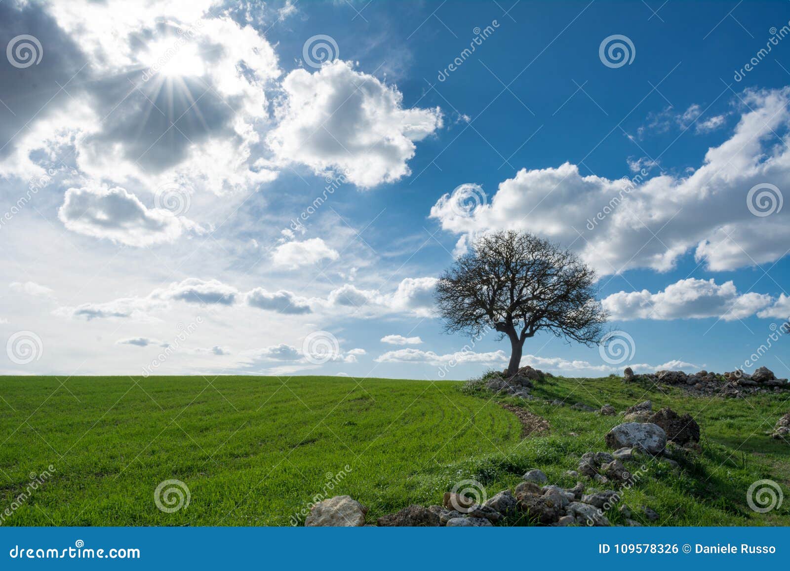 Horizontal View of a Countryside Landscape with a Tree and a Green ...