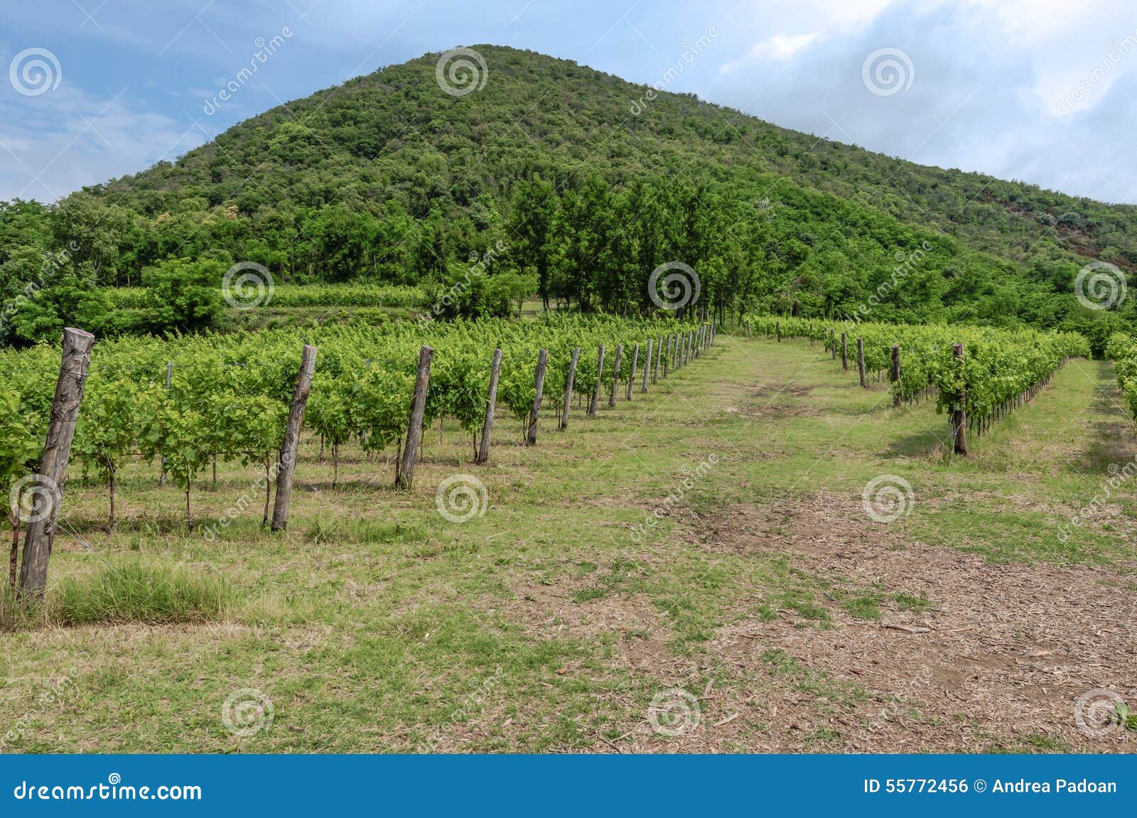Horizontal View of Grape Vineyards during Summer, in the Late Mo Stock ...