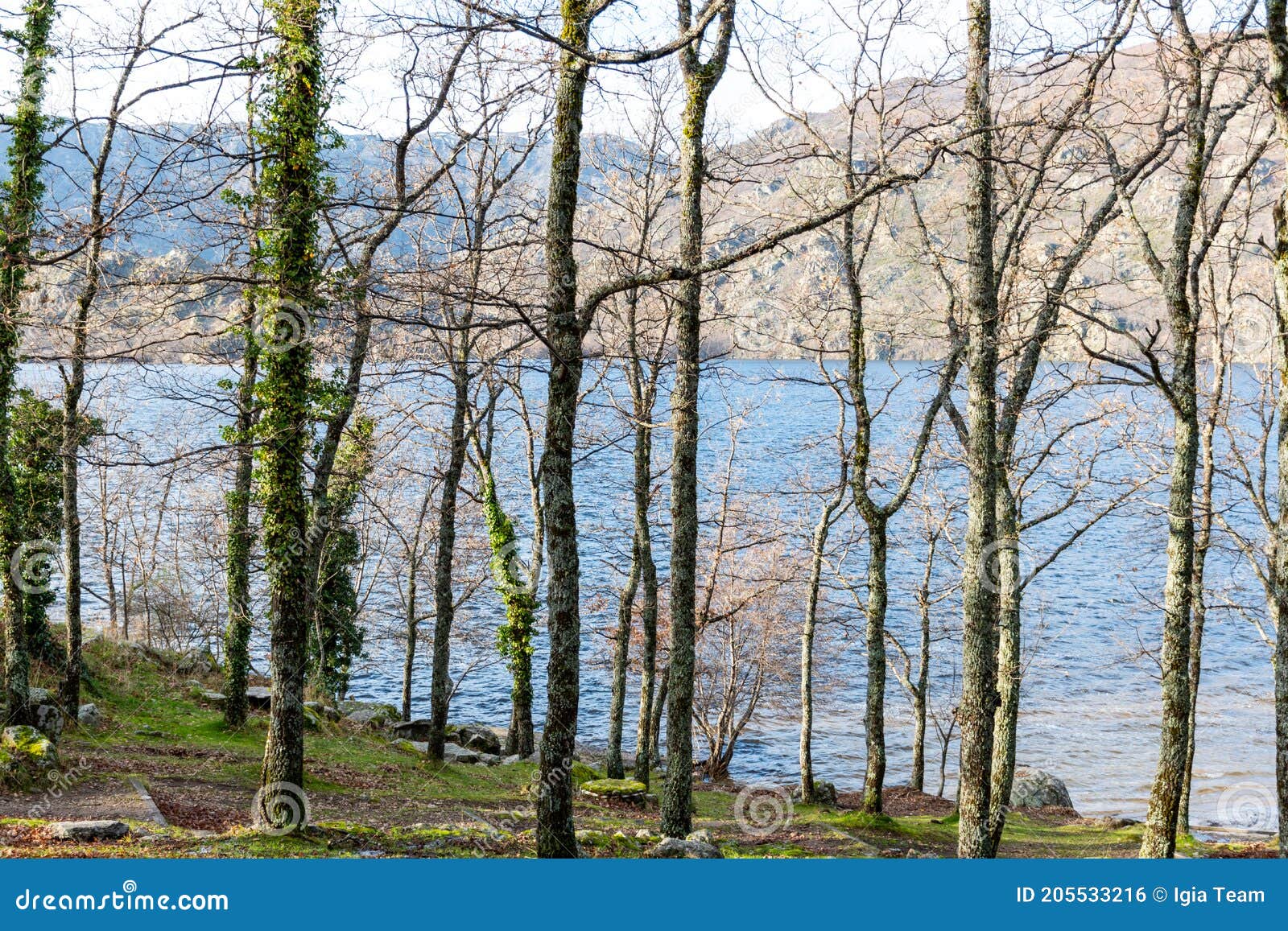 Horizontal View of the Lake Water through a Forest with Mountains in ...