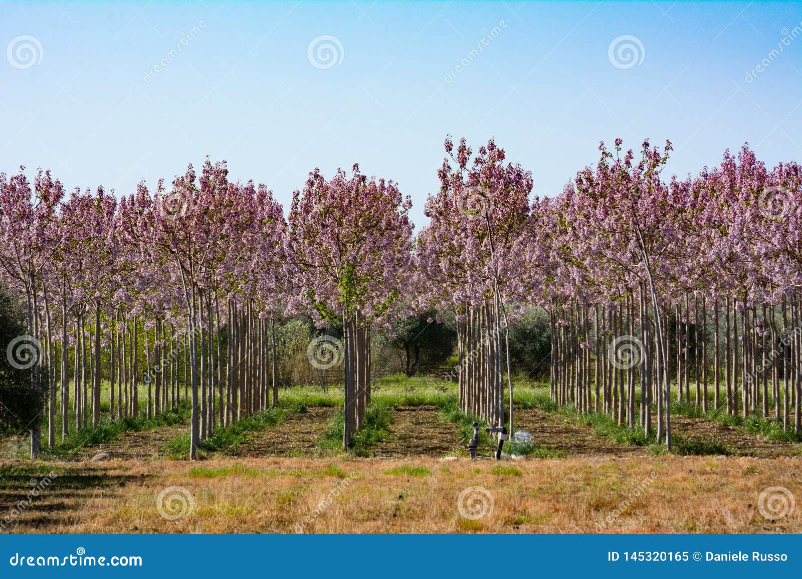 Horizontal View of Purple Flowered Trees on Blue Sky Background Stock ...