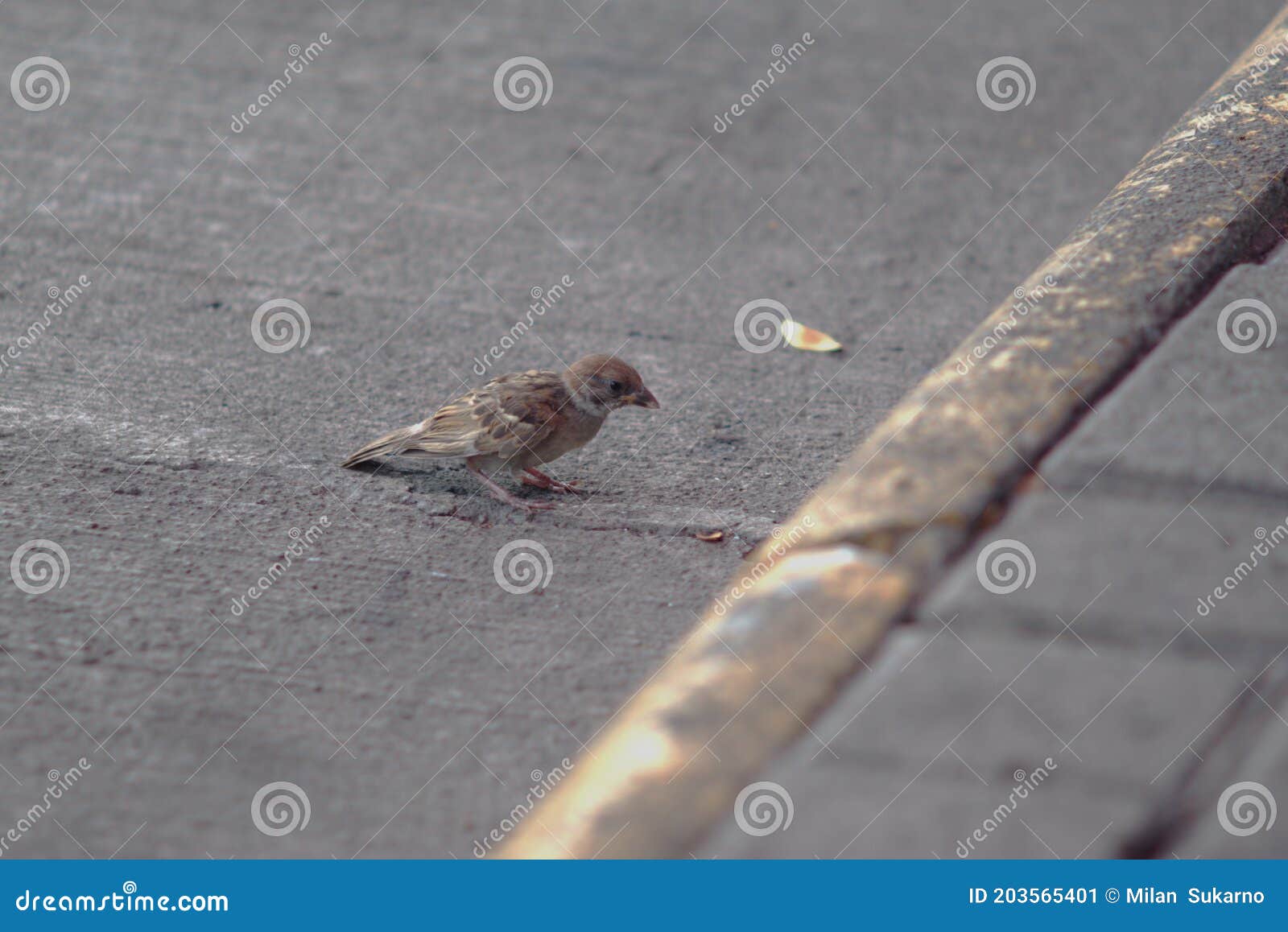Sparrows on a Concrete Road with White and Black Transverse Textured ...