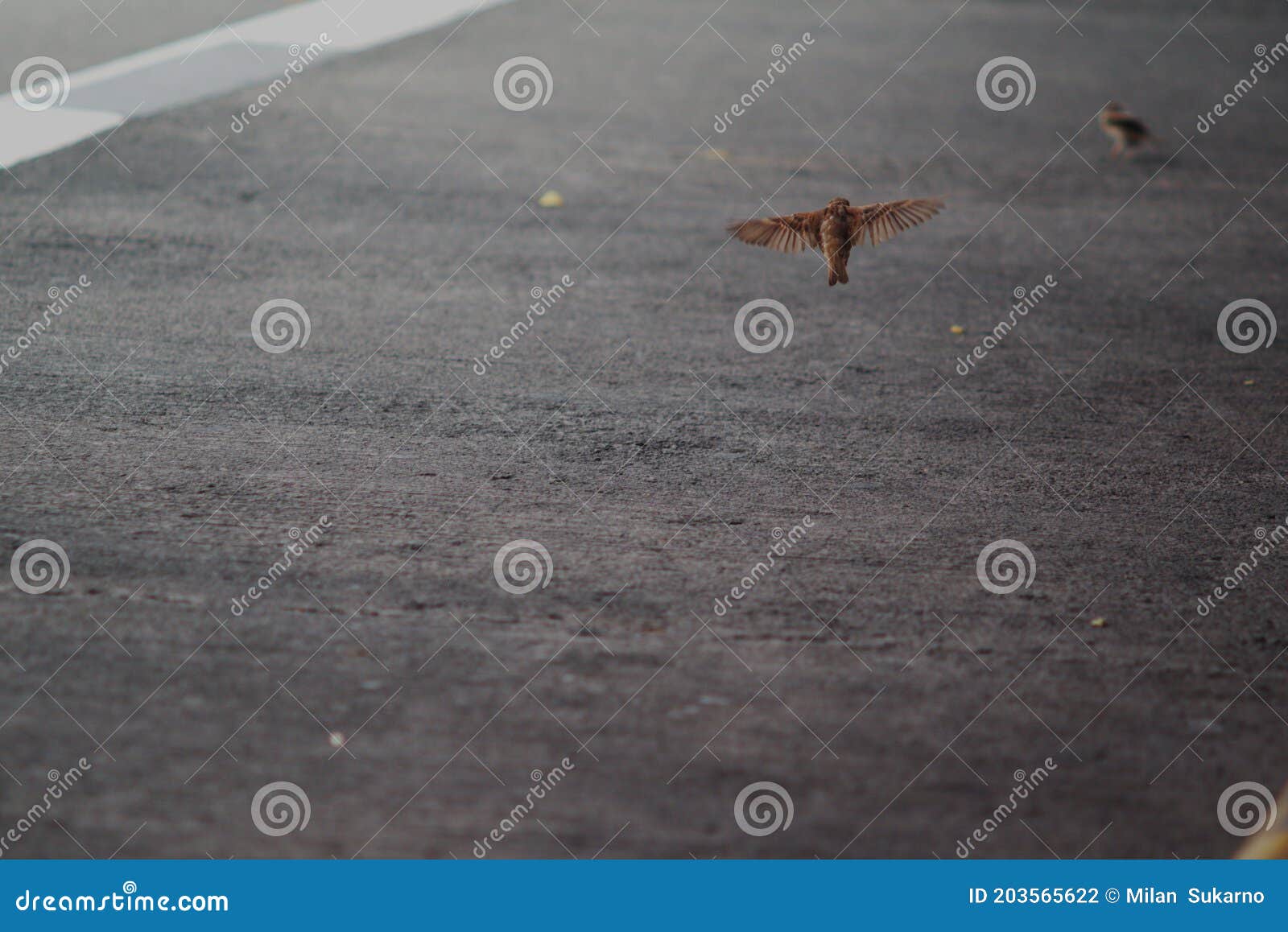 Sparrows Fly Over the Concrete Road with White and Black Transverse ...