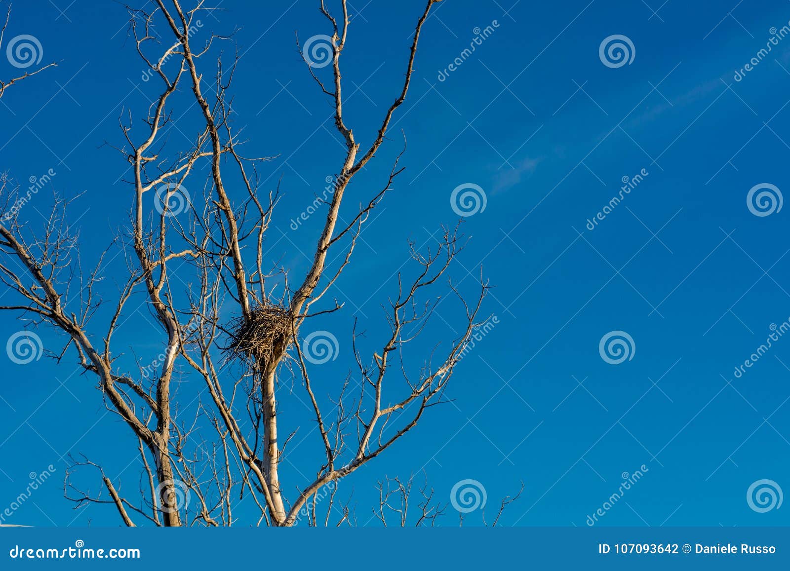 Horizontal View of a Tree with a Nest in Spring Stock Photo - Image of ...