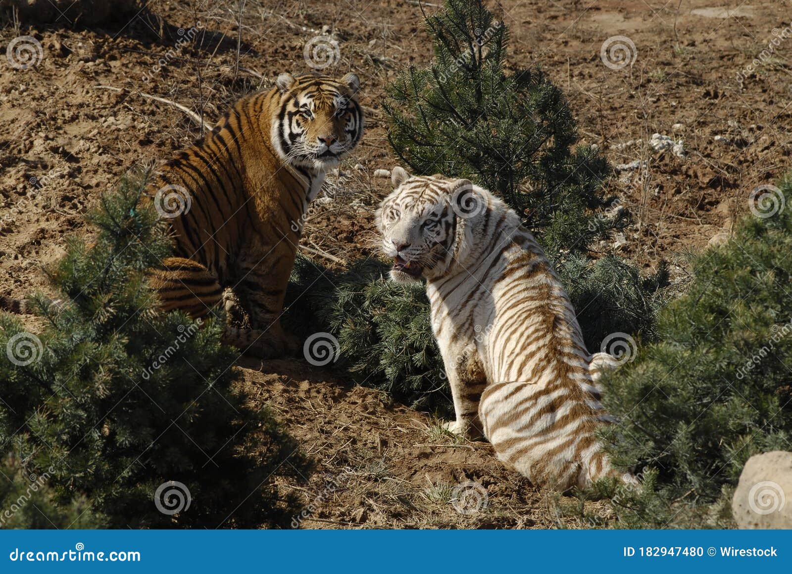 Horizontal View of Two Siberian Tigers Sitting on the Ground Stock ...