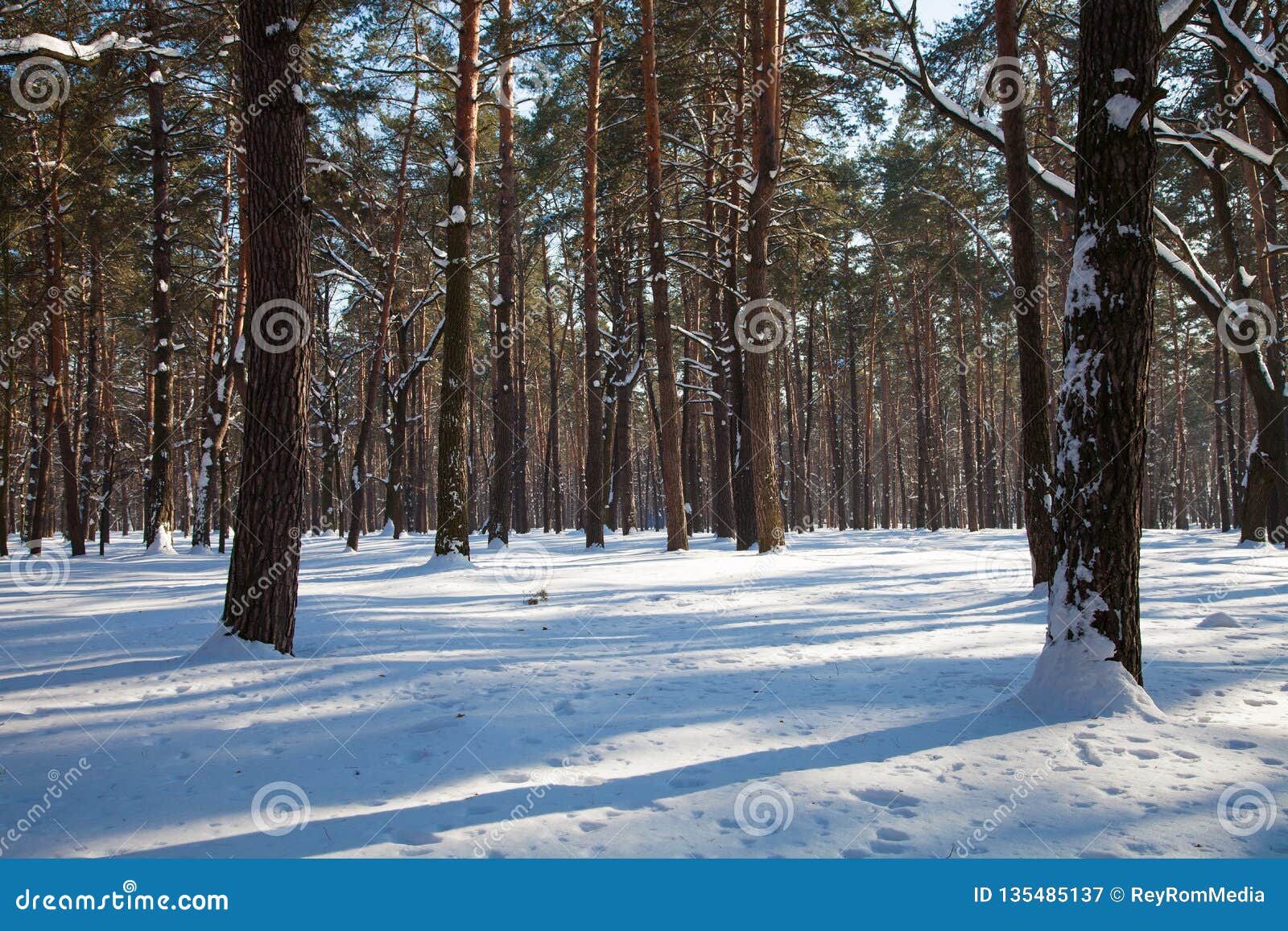 Snowy Landscape of Pine Trees in Sparse Forest Stock Image - Image of ...