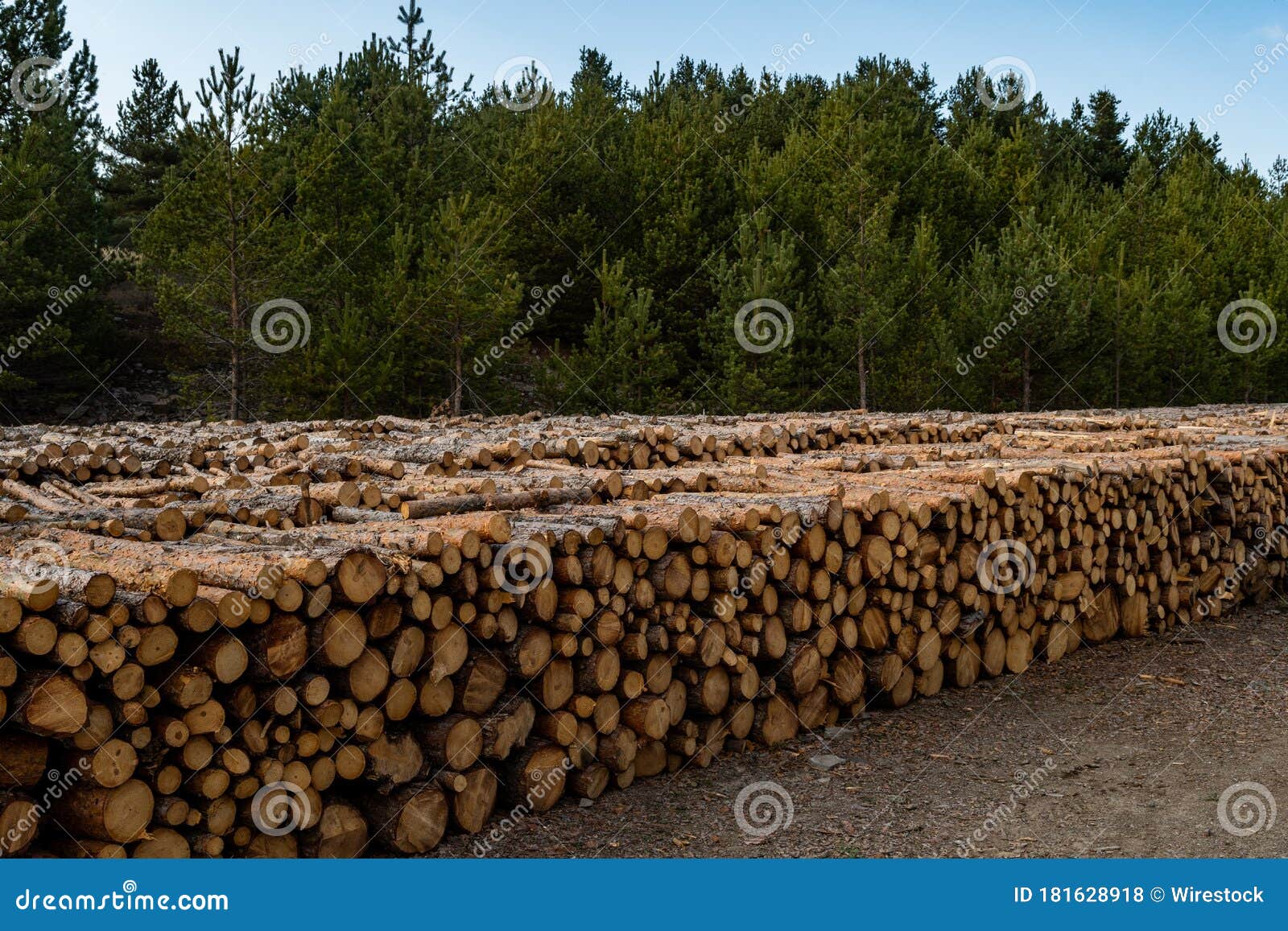 Horizontal View of Wood Pile on the Background of a Green Forest Stock ...