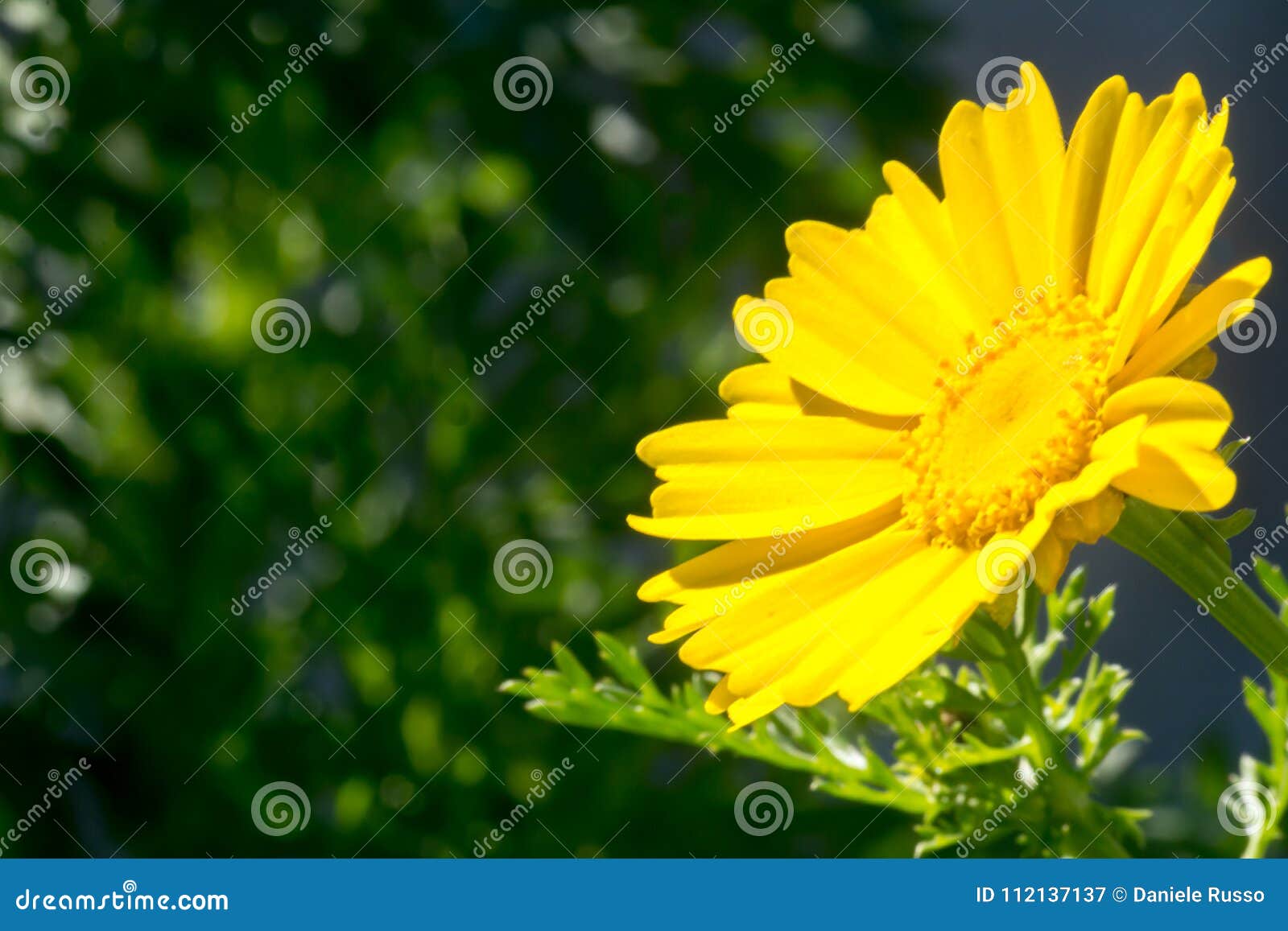 Horizontal View of a Yellow Daisy on Blur Background Stock Image ...