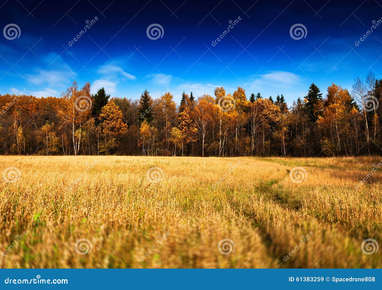 Horizontal Vivid Autumn Landscape Forest Field Road Stock Image - Image ...