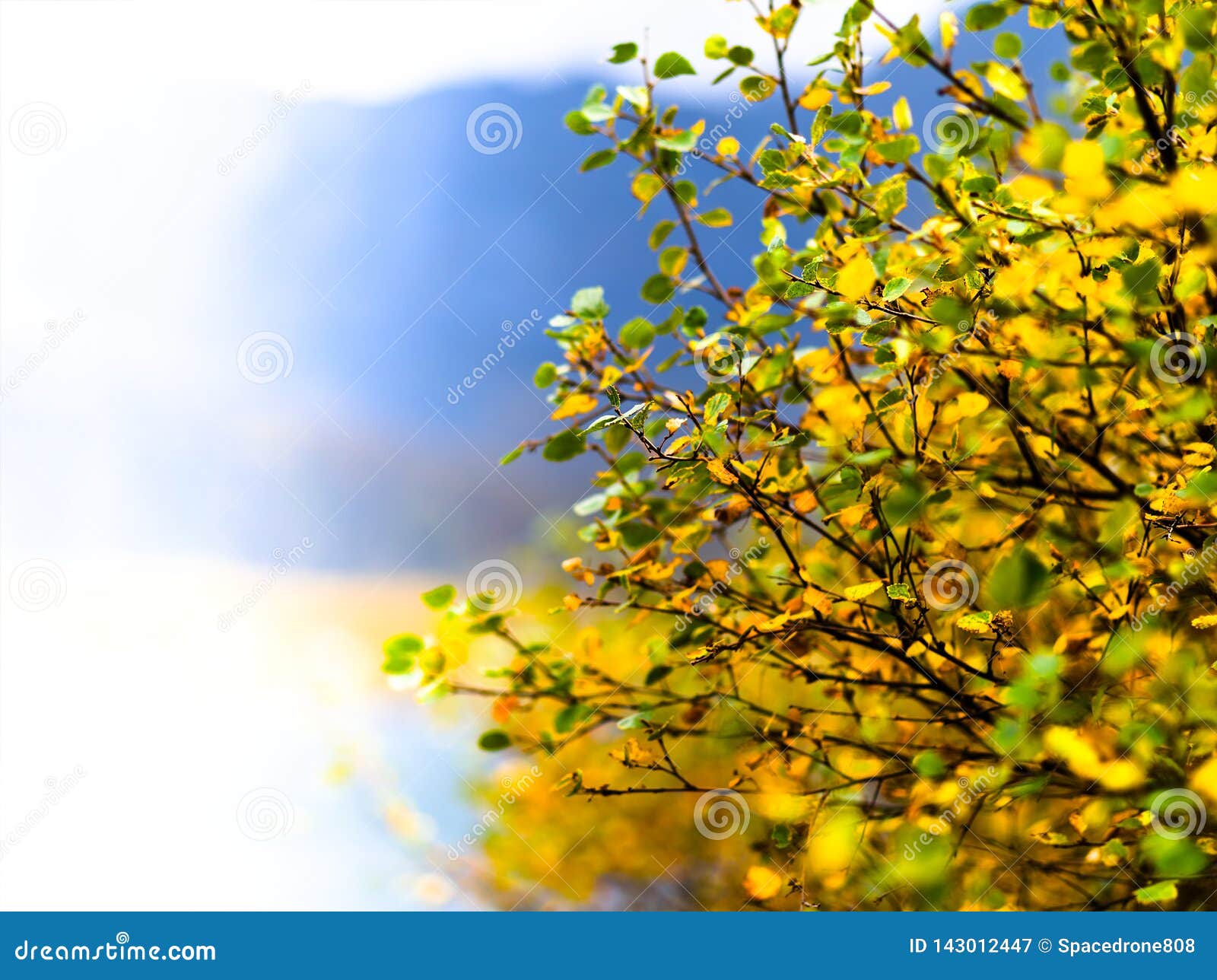 Horizontal Vivid Right Aligned Yellow Bush Bokeh Background Back Stock ...