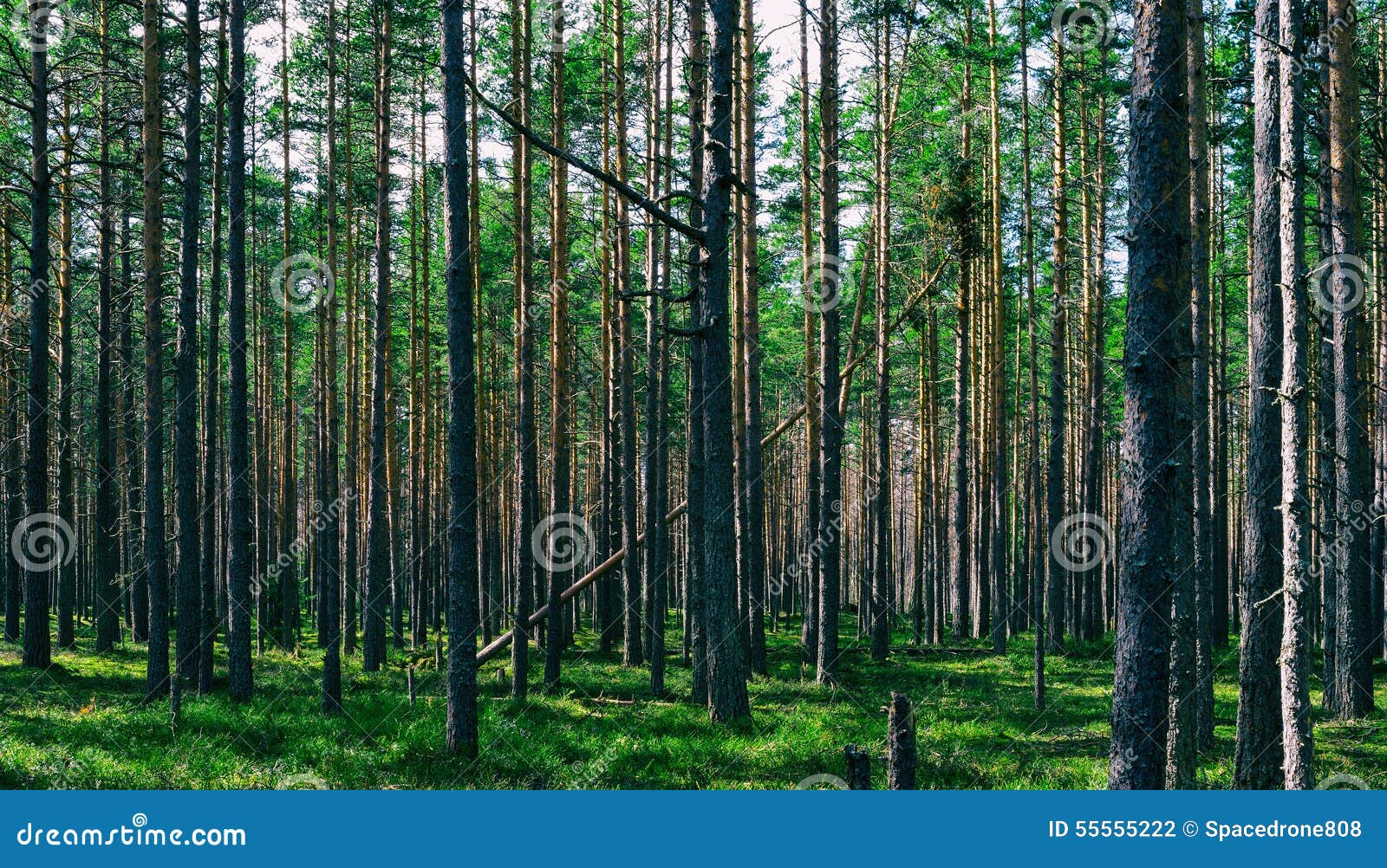 Horizontal Vivid Symmetric Forest Wood Composition Background Stock ...