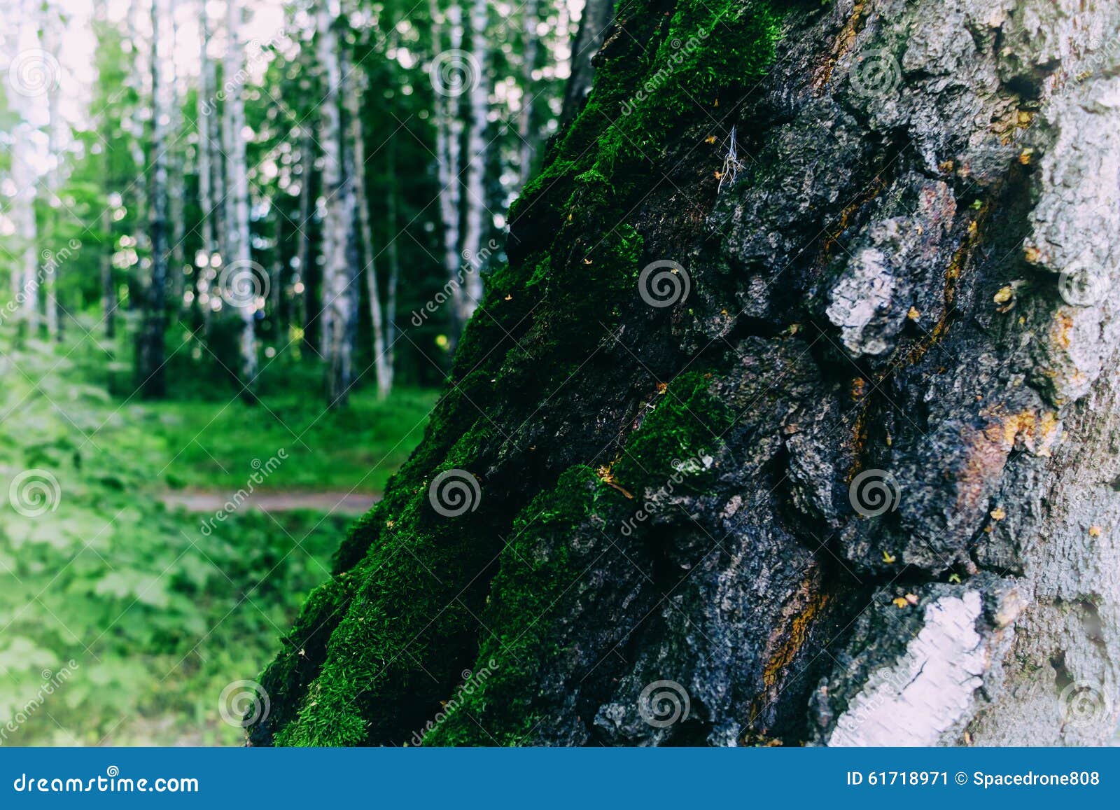 Horizontal Vivid Trunk Tree with Green Moss Stock Image - Image of ...