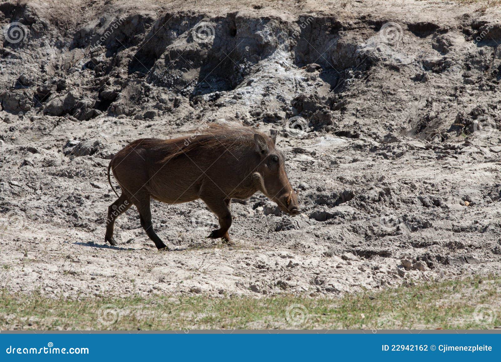Horizontal warthog running stock photo. Image of front - 22942162