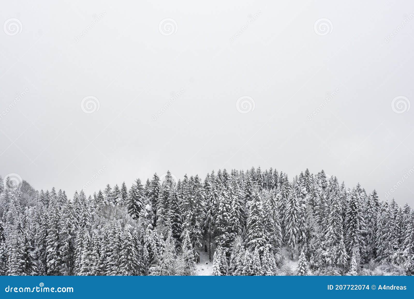 Horizontal Winter Background with White Snow Covered Forest Trees Stock ...